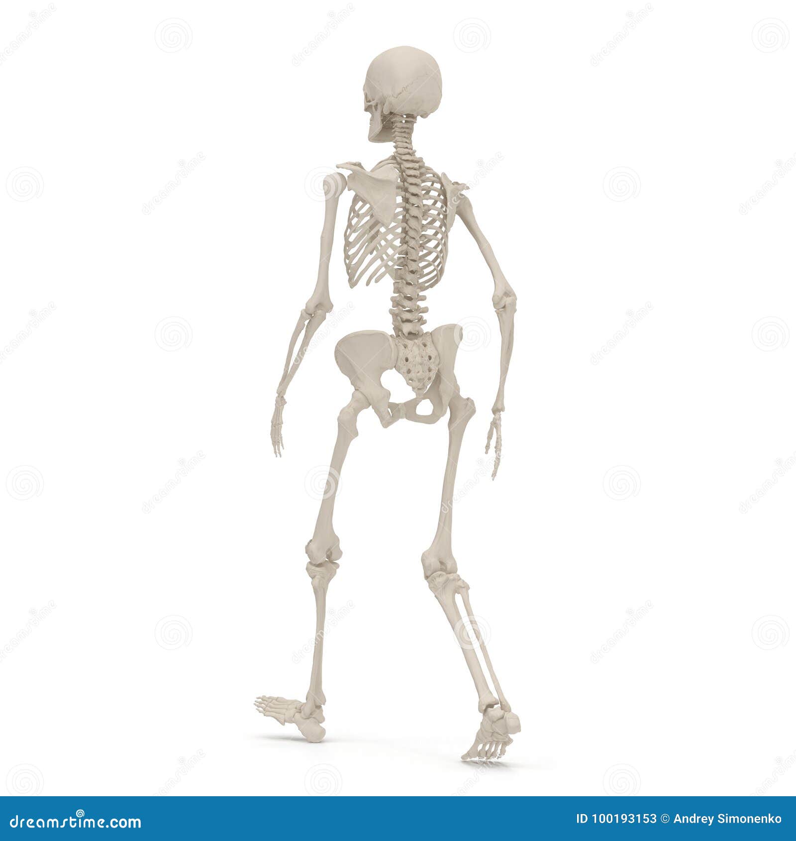 Human Female Skeleton Walking Pose on White. 3D Illustration Stock ...