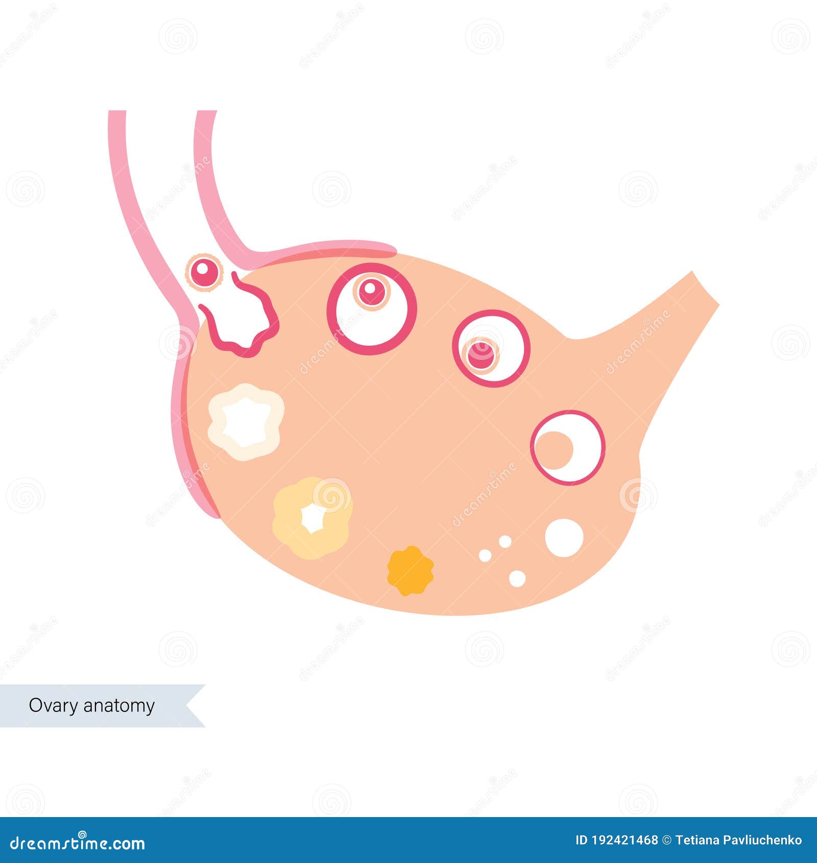 Ovulation Of Human Female Reproductive System Infographic Diagram
