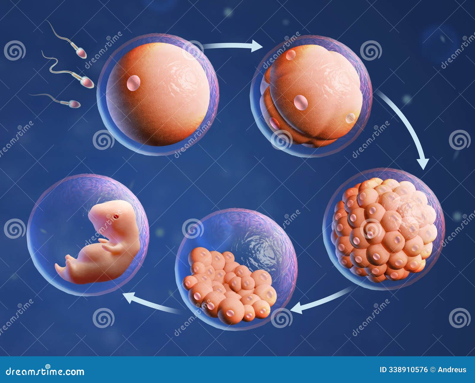 Human Fertilization and Embryonic Development Stock Illustration ...