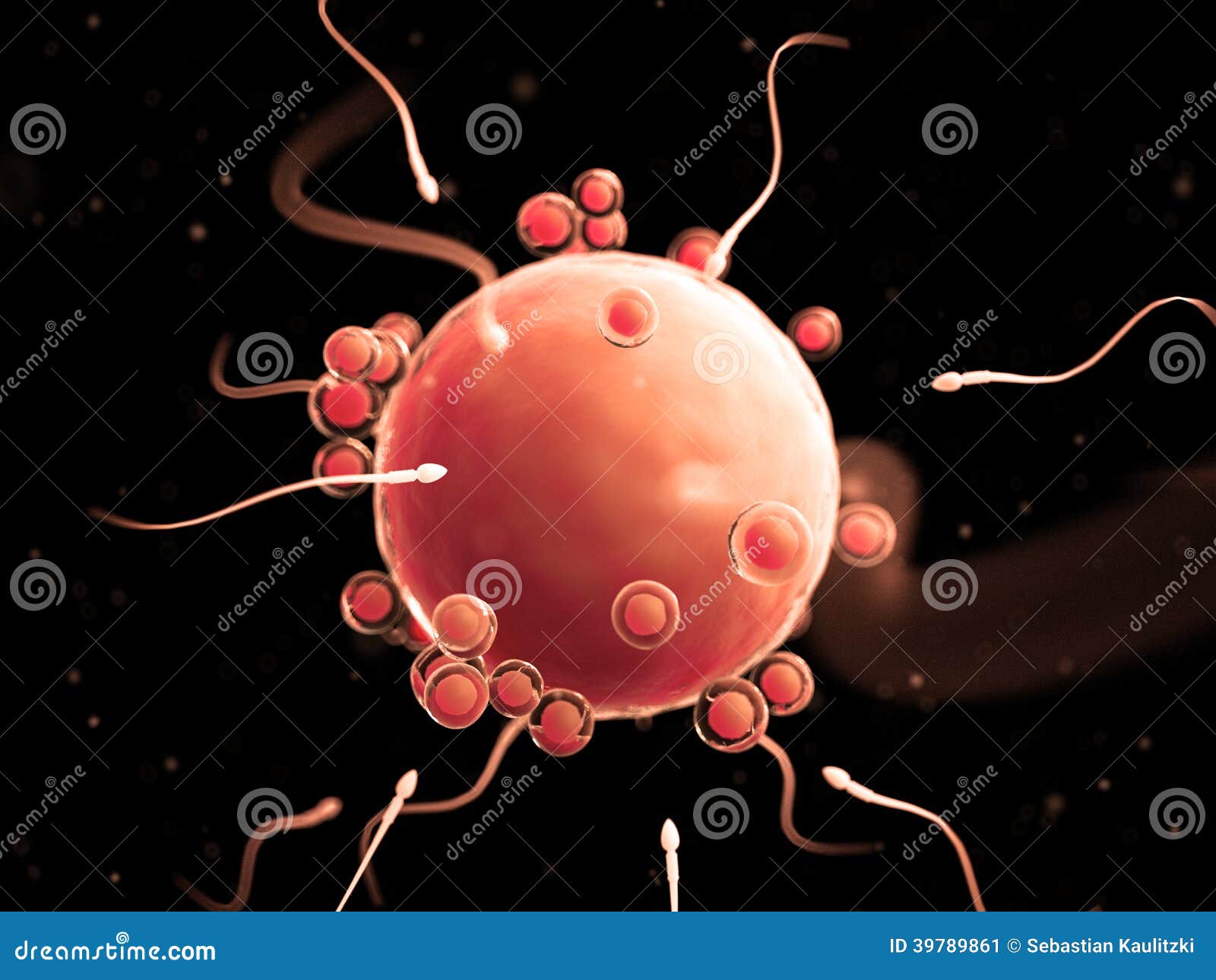 The human fertilization stock illustration. Illustration of biology ...