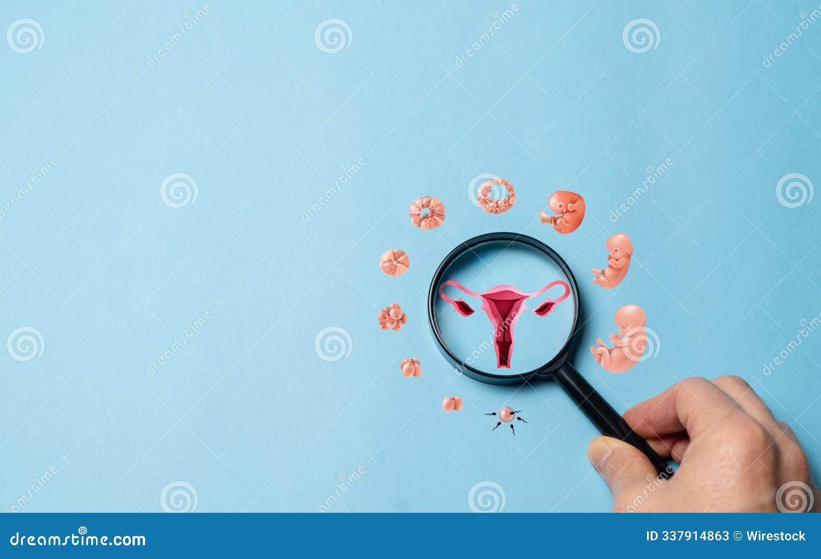 The Human Fertilization Process. Stock Image - Image of pregnancy ...