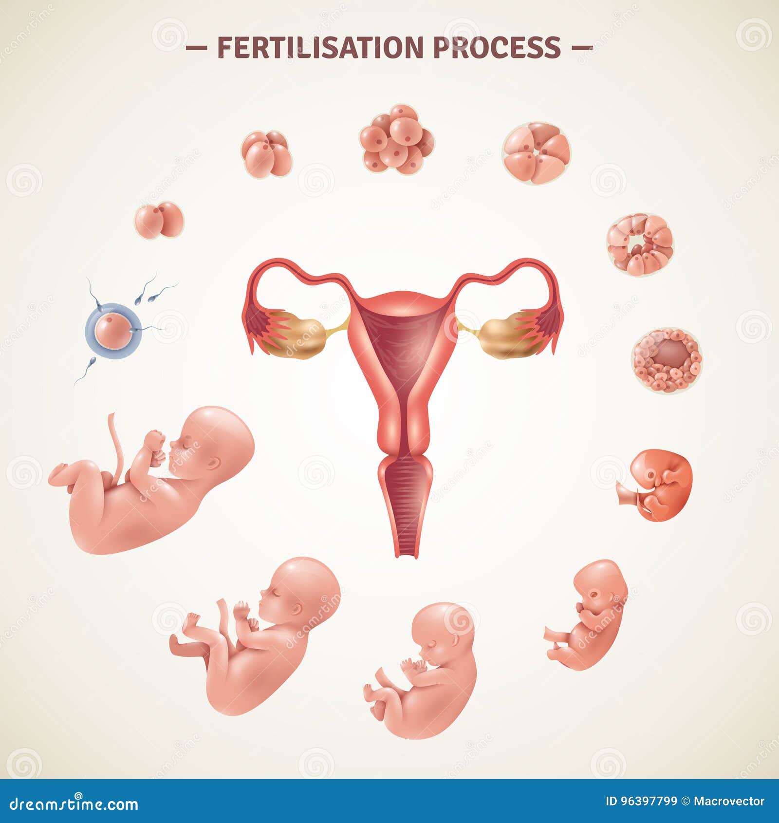 Fertilization Poster Stock Illustrations – 615 Fertilization Poster ...