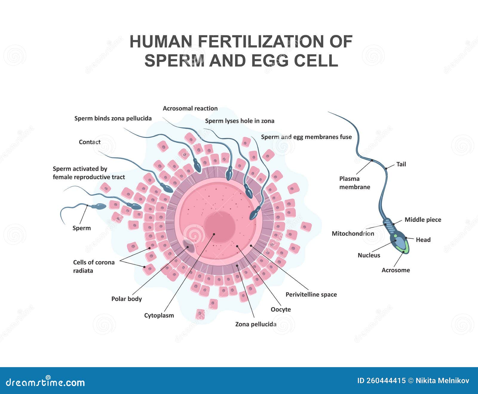 Human Fertilization Process Poster Cartoon Vector