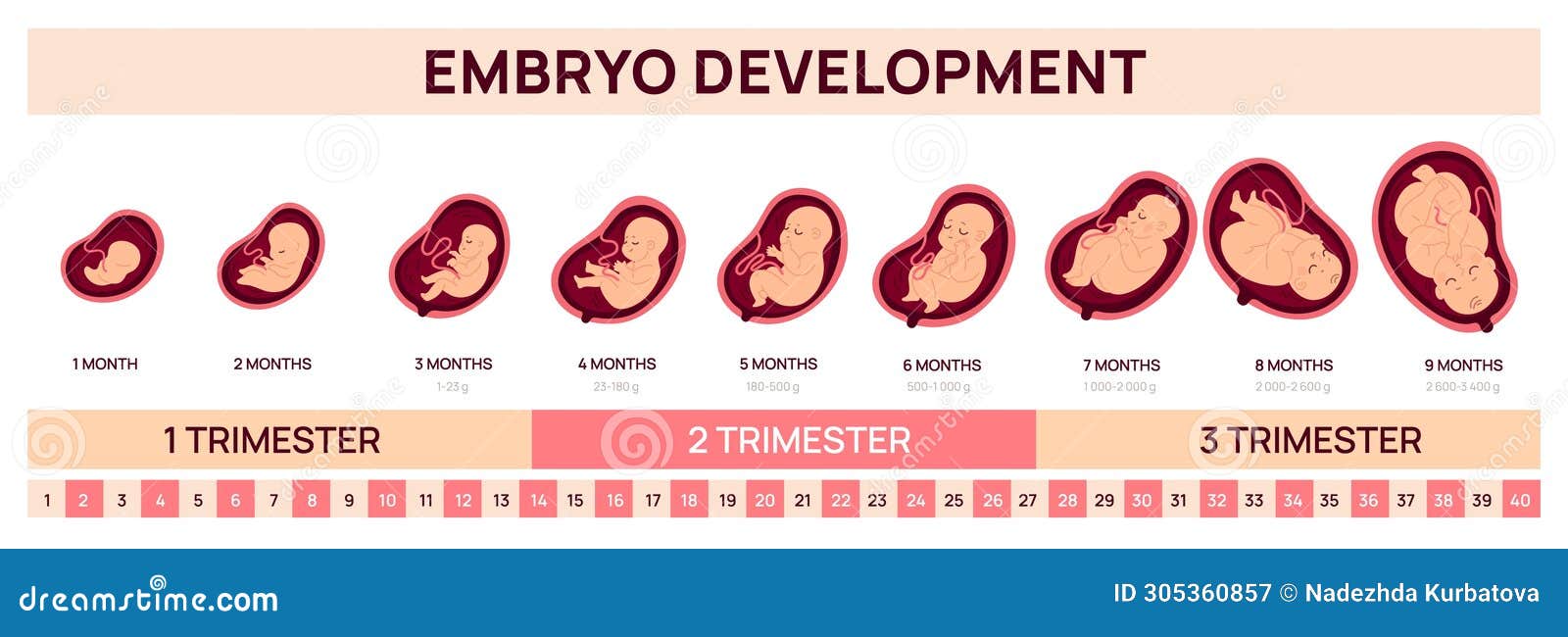 Human Fetal Development Infographics Embryo Growth Prenatal Stages