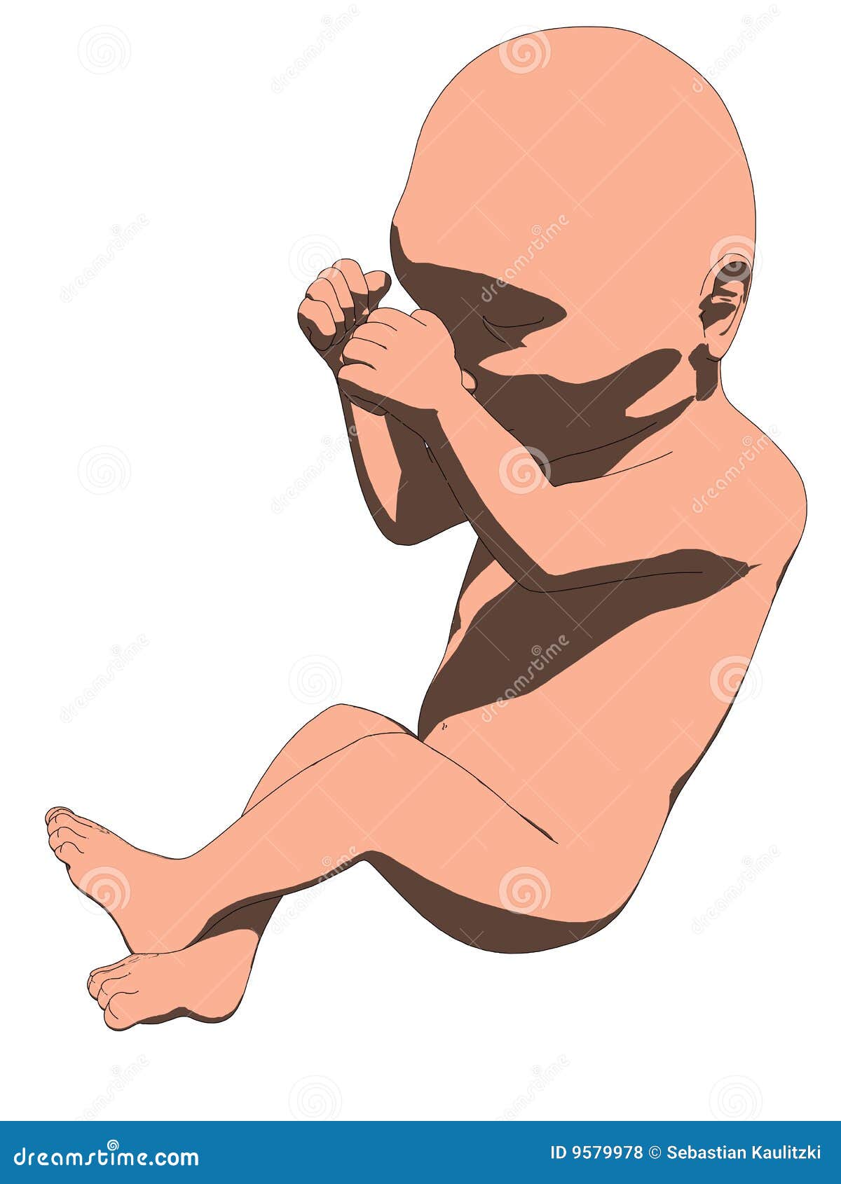Human fetus stock vector. Illustration of baby, live, pregnancy - 9579978