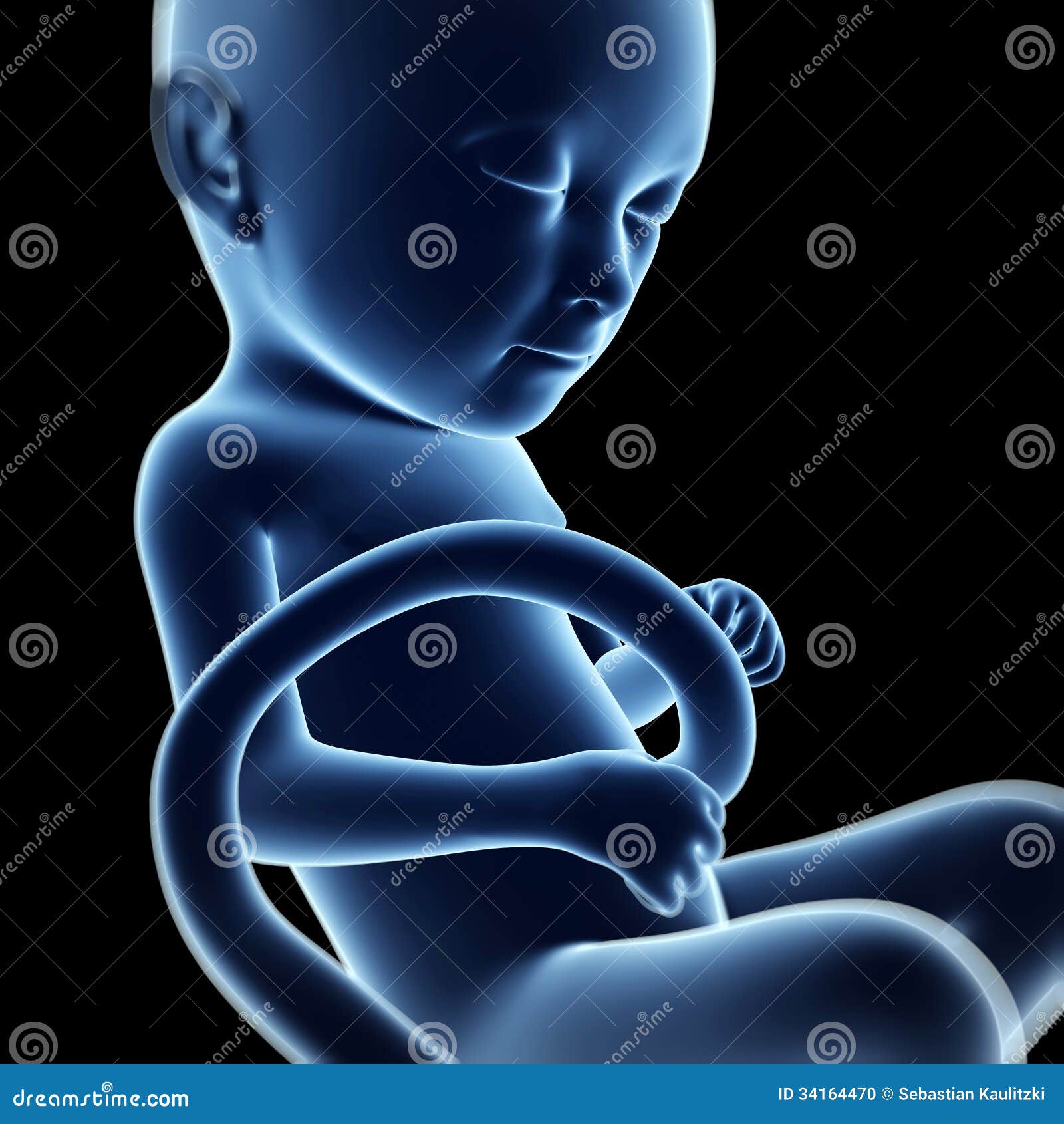Human fetus stock illustration. Illustration of pregnancy - 34164470