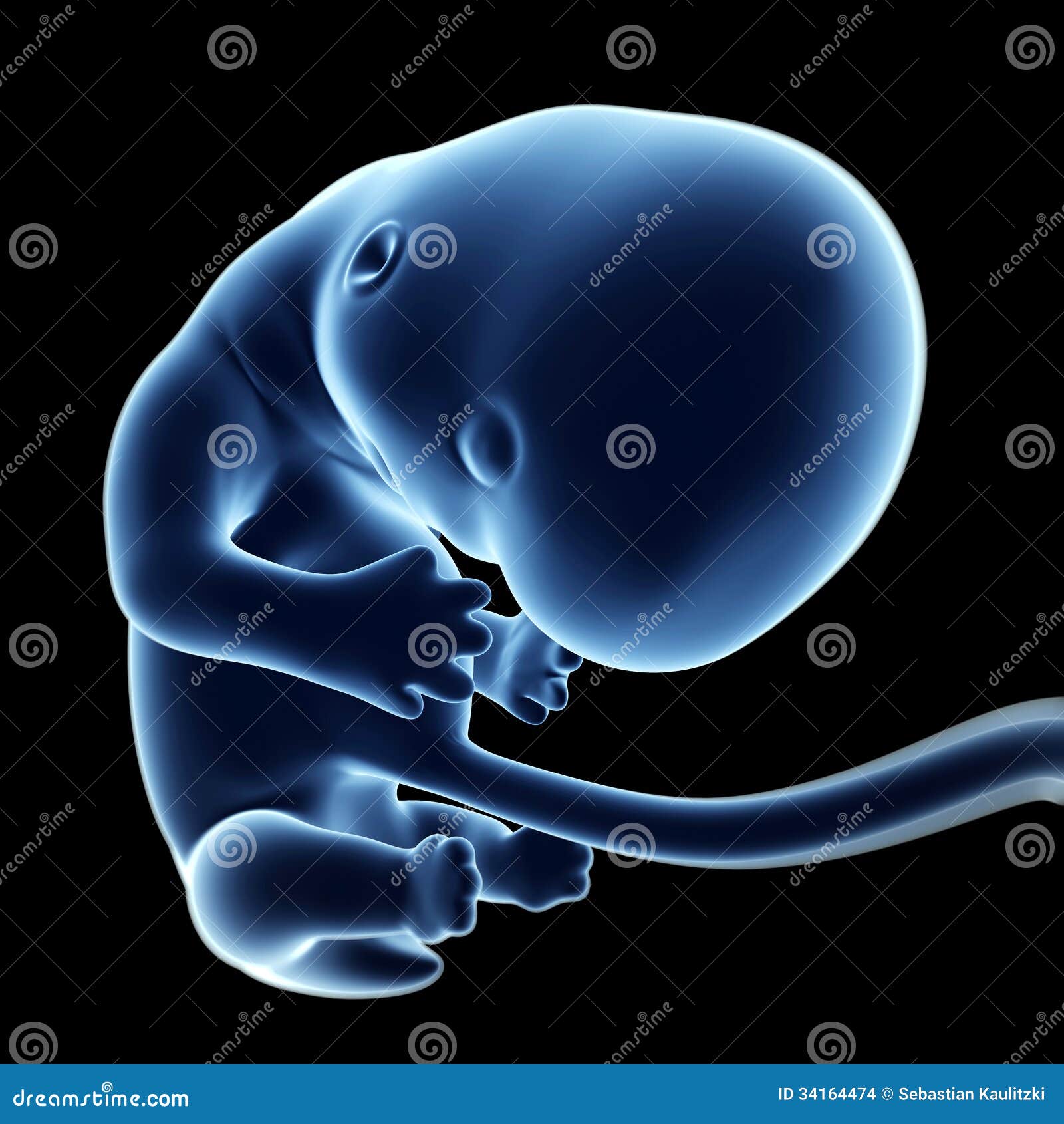 Human Fetus Royalty-Free Illustration | CartoonDealer.com #34164474