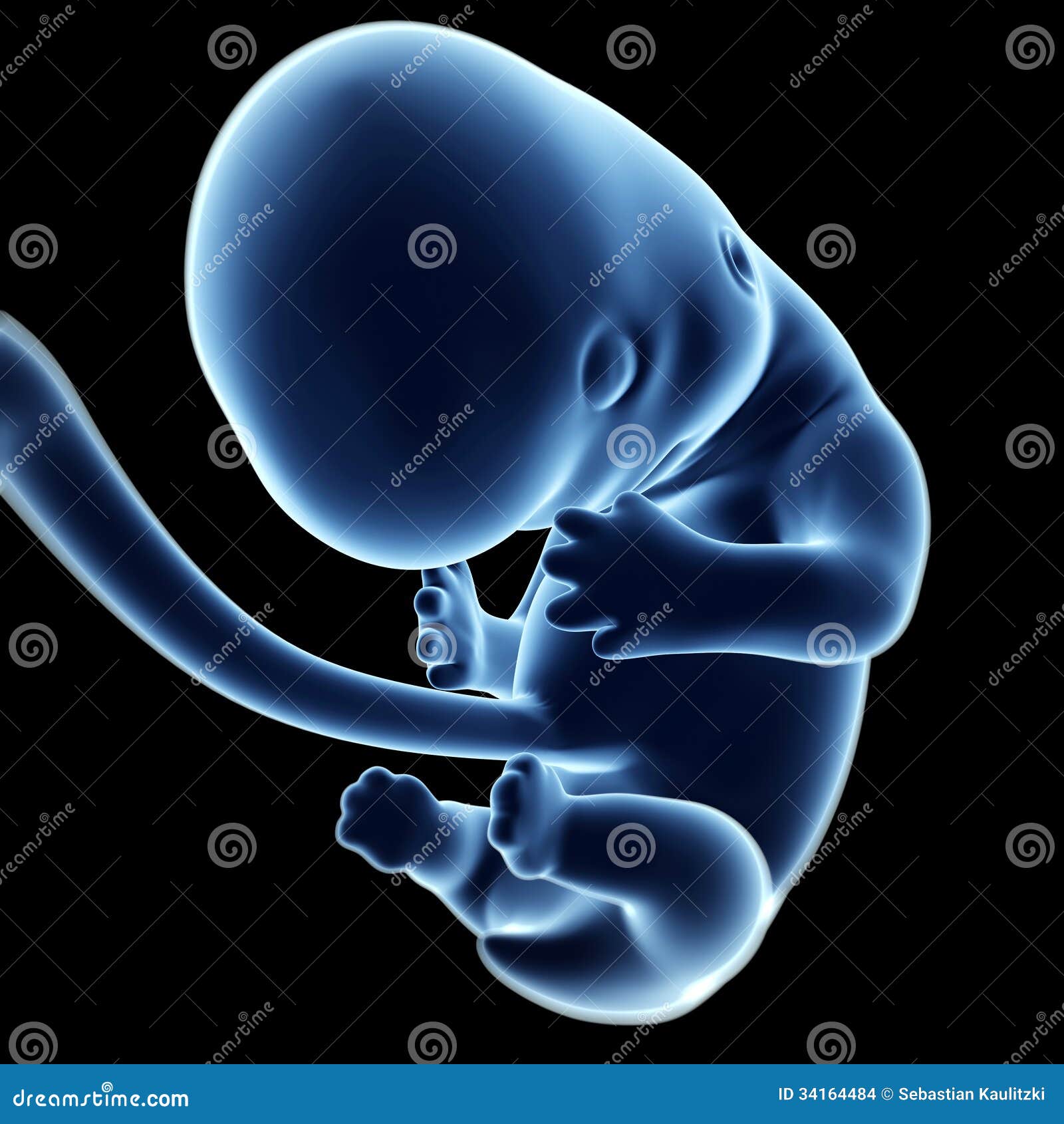 Human fetus stock illustration. Illustration of black - 34164484