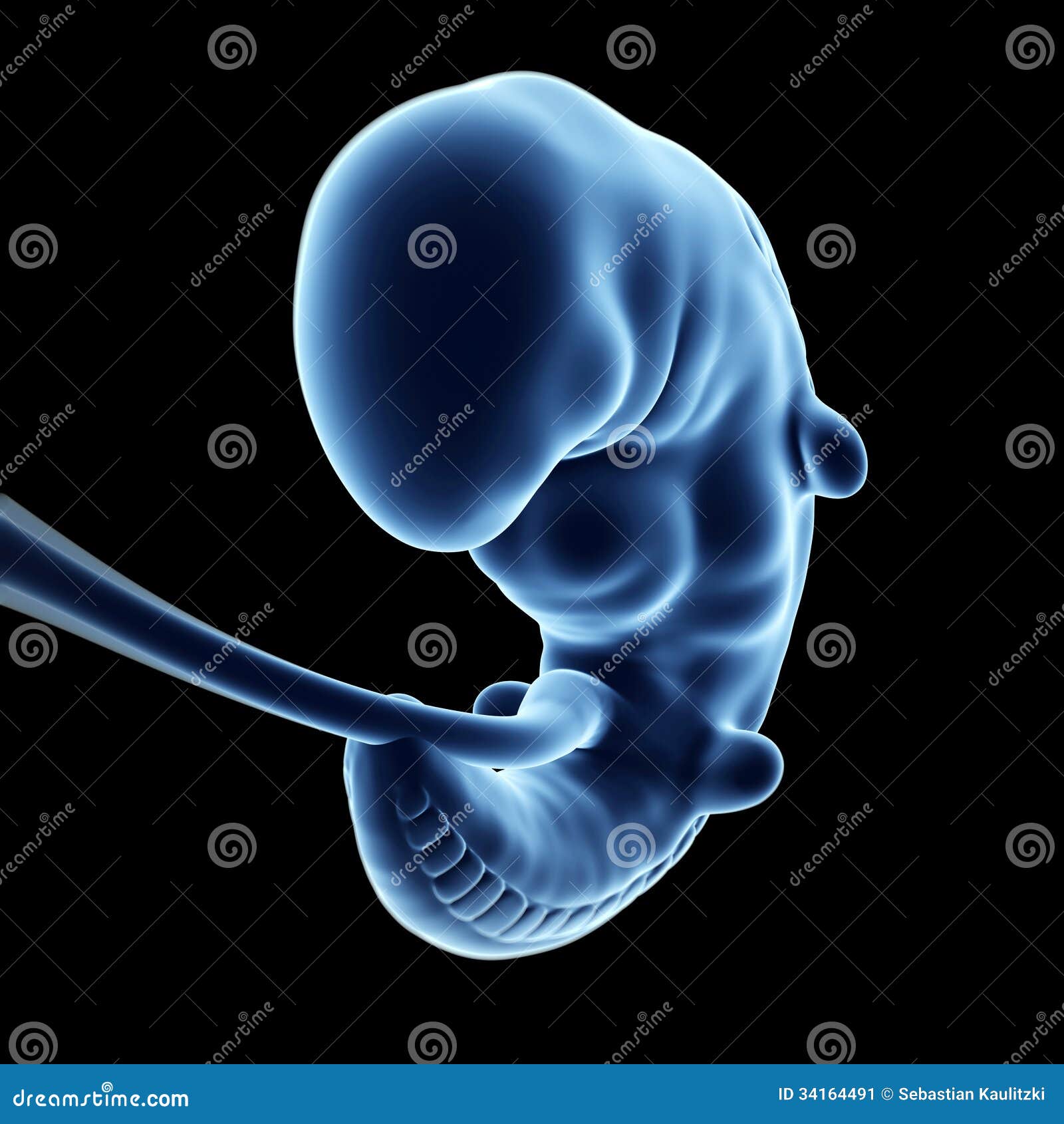 Human fetus stock illustration. Illustration of trimester - 34164491