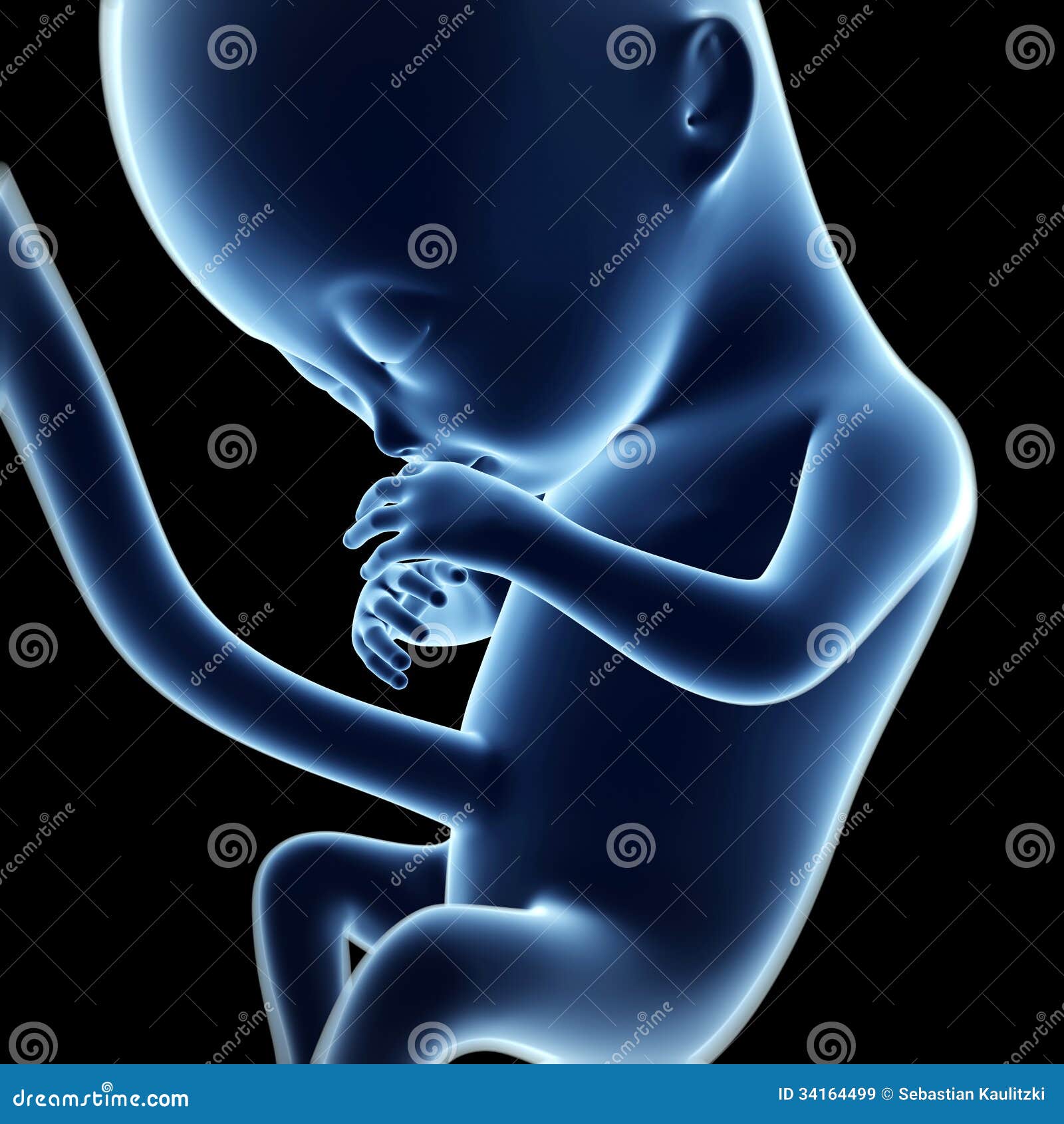 Human fetus stock illustration. Illustration of black - 34164499