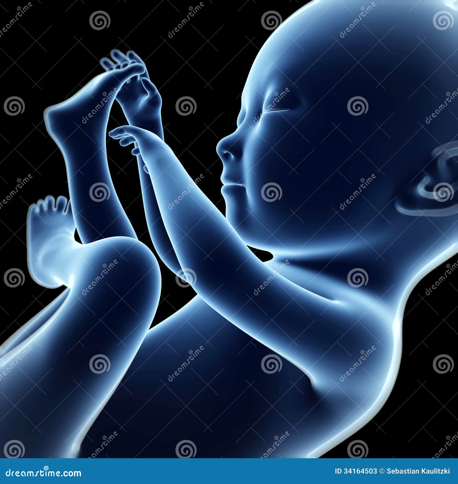 Human fetus stock illustration. Illustration of physiology - 34164503