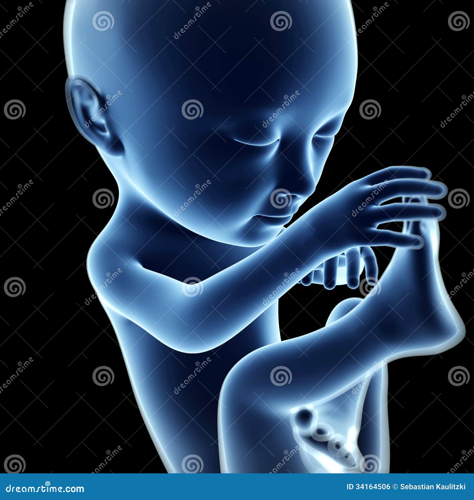 Human fetus stock illustration. Illustration of week - 34164506