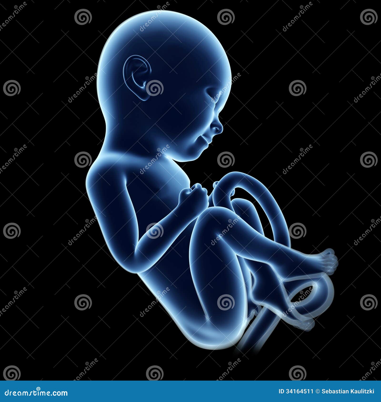 Human fetus stock illustration. Illustration of uterus - 34164511