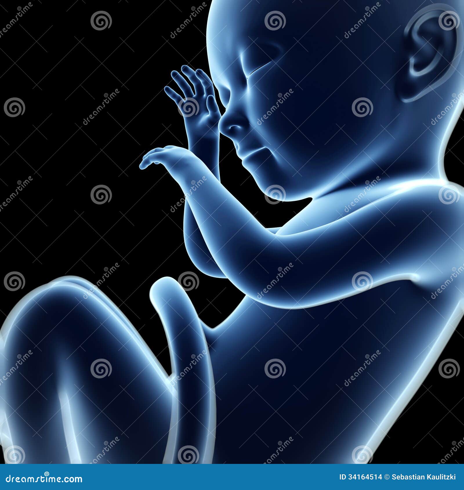 Human fetus stock illustration. Illustration of emryonic - 34164514