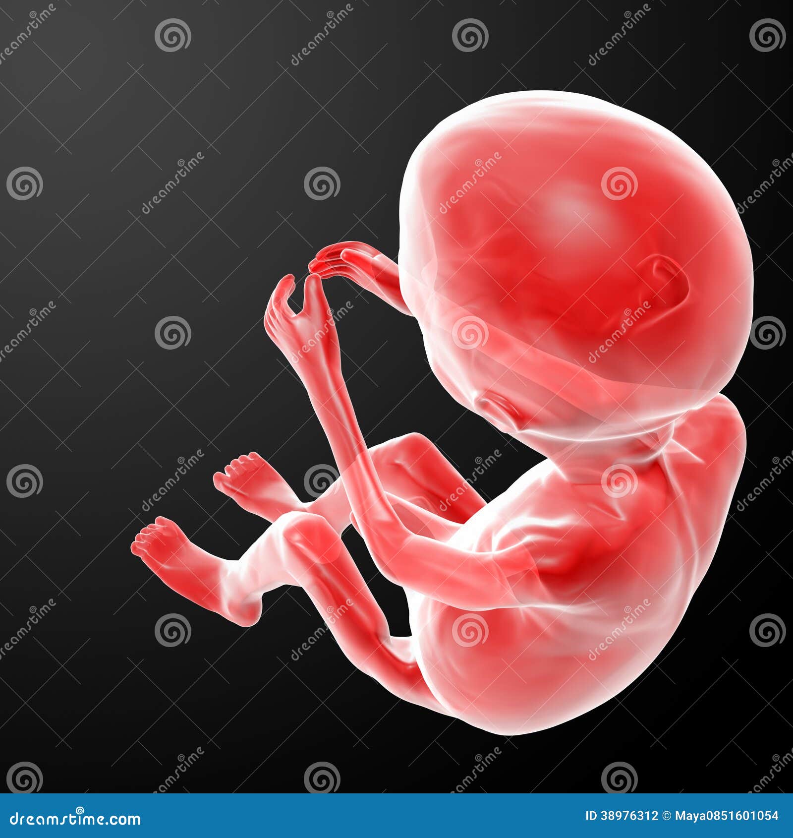 Human fetus stock illustration. Illustration of pregnant - 38976312