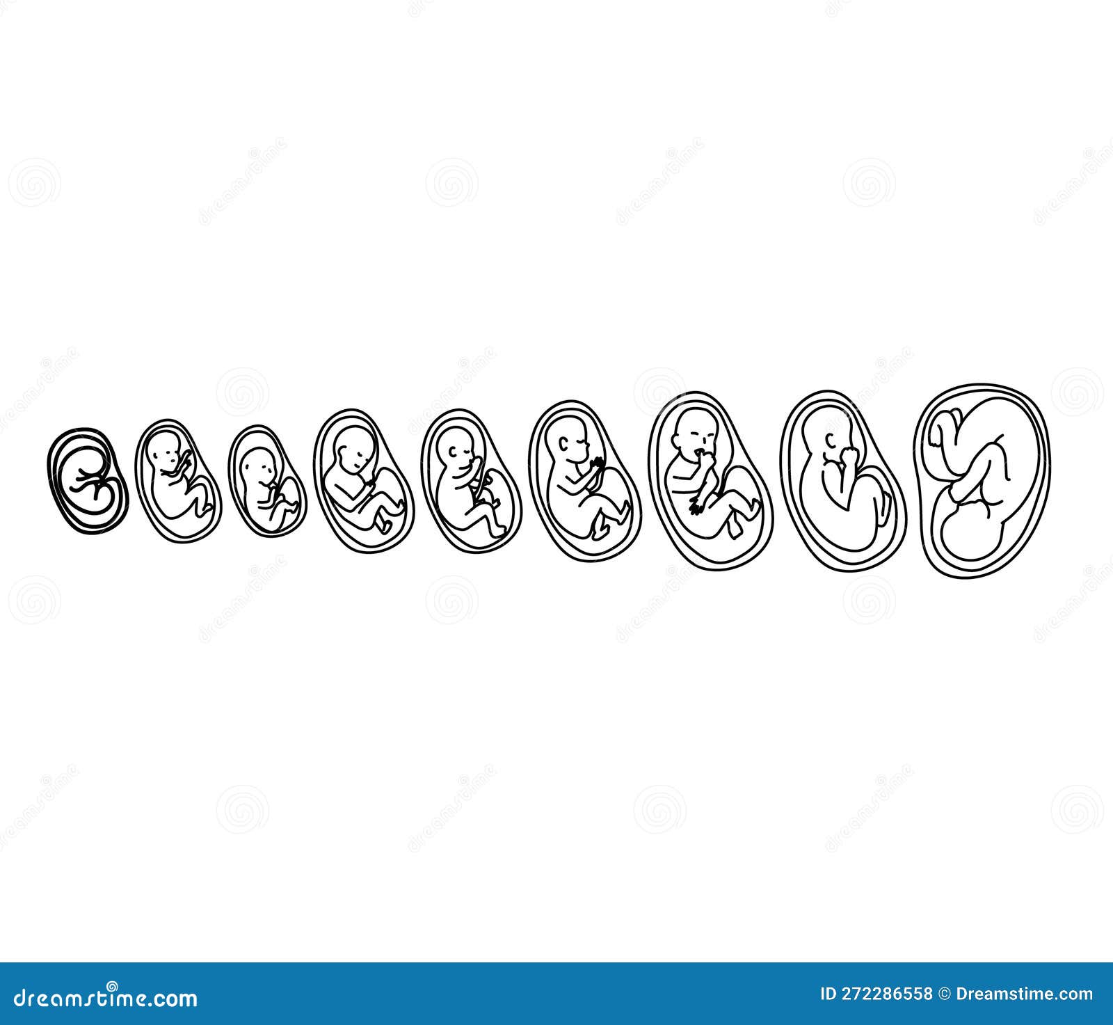 Human Fetus Development Line Art Stock Vector - Illustration of vector ...