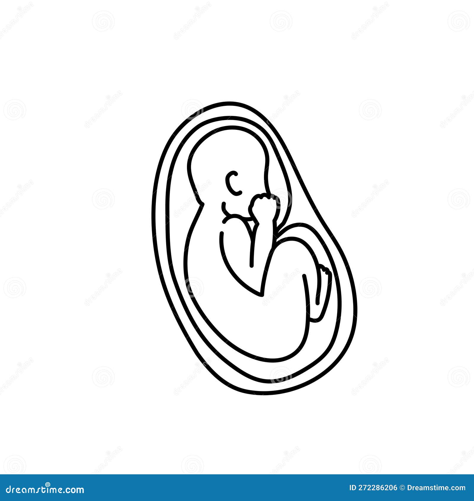 Human Fetus Development Line Art Stock Vector - Illustration of stage ...