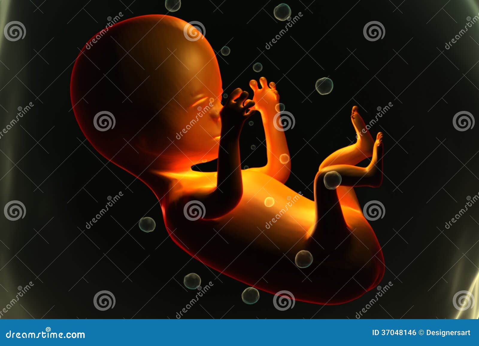 Human fetus stock illustration. Illustration of foetus - 37048146