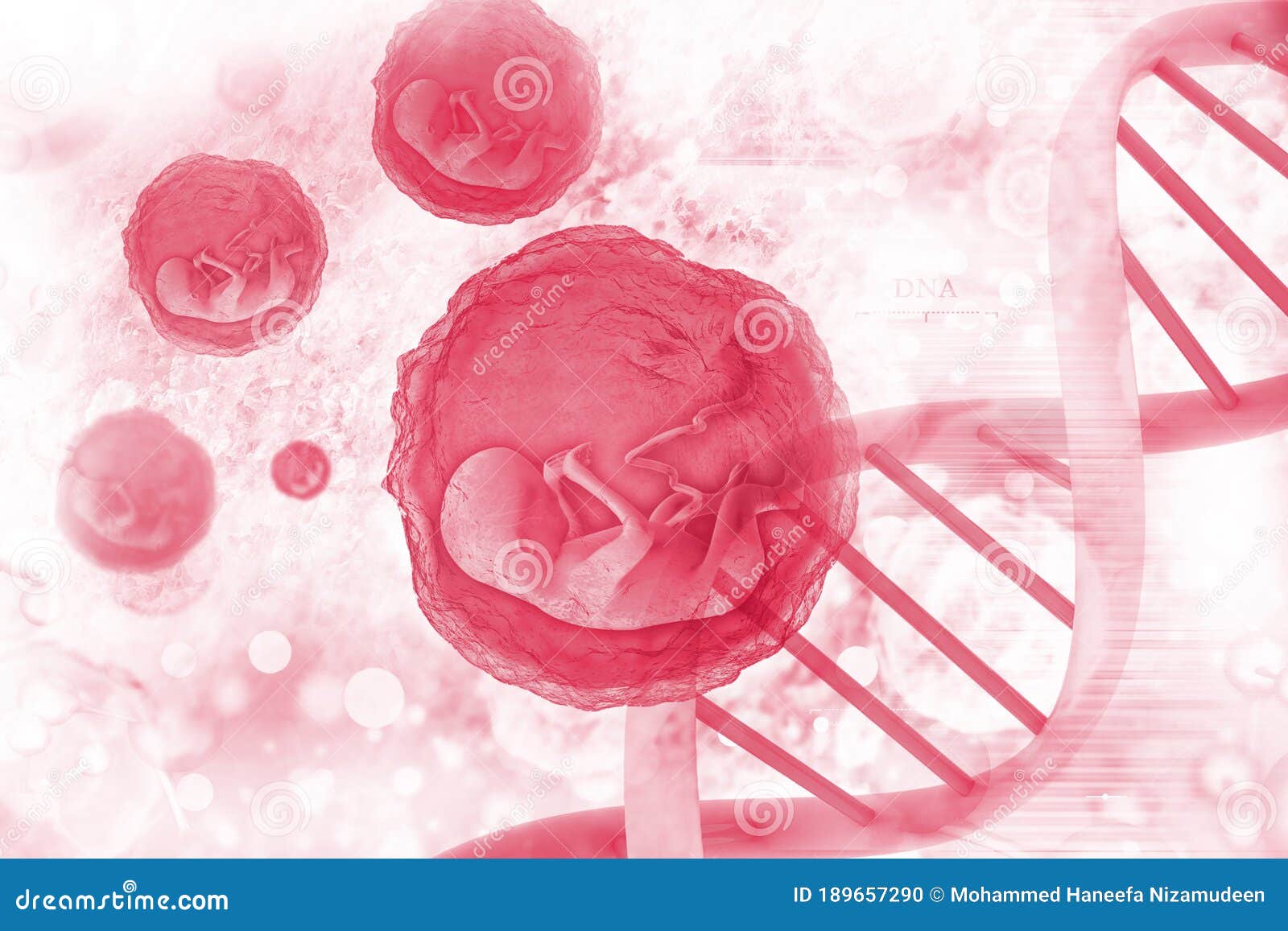 Human Fetus And Dna Structure On Scientific Background Royalty-Free ...