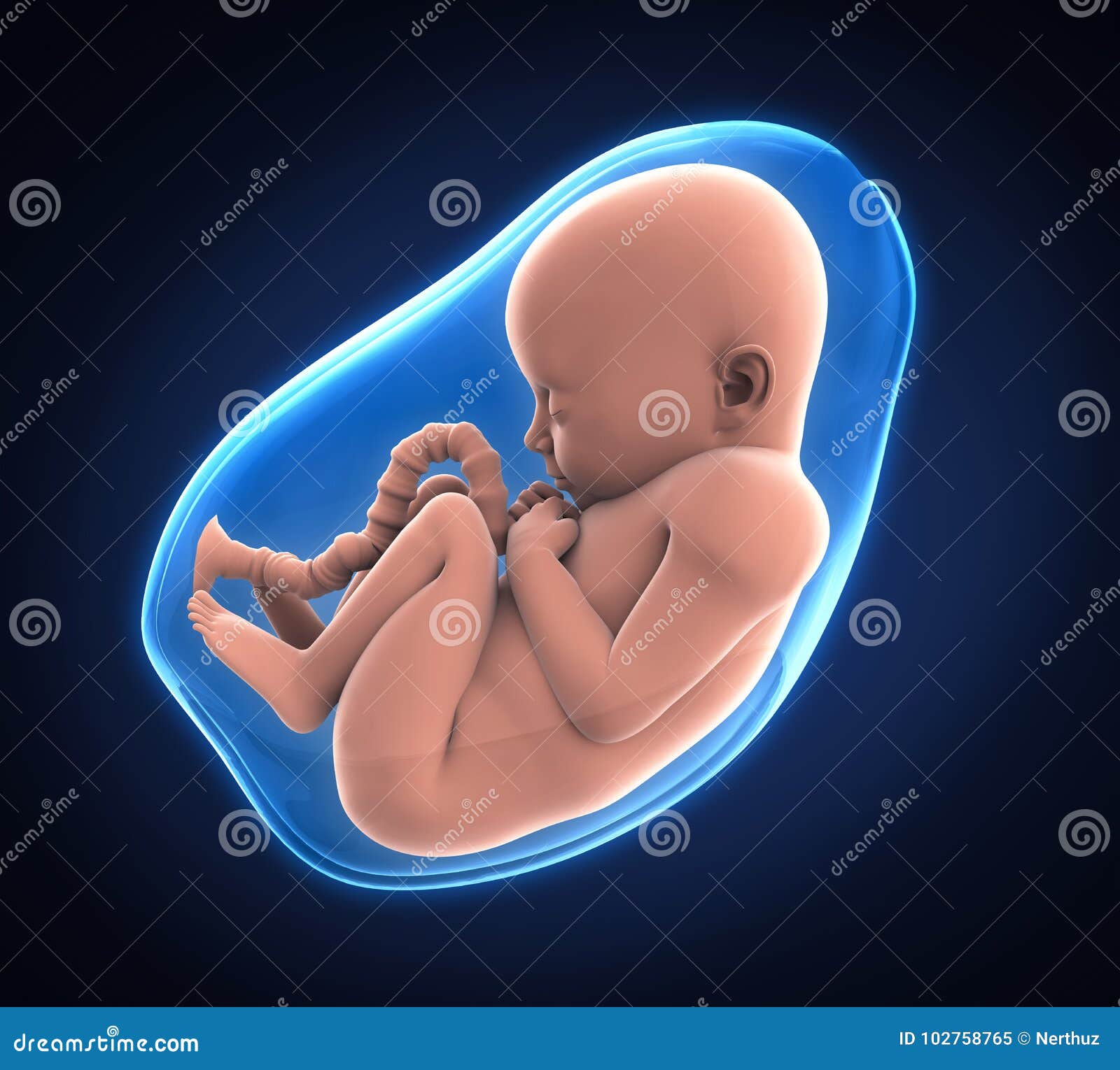 Human Fetus Illustration stock illustration. Illustration of baby ...