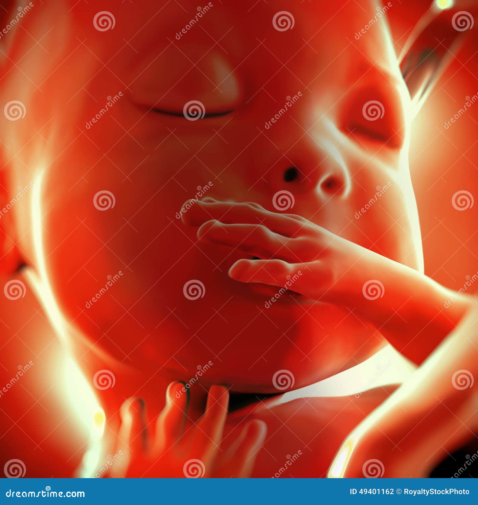 Human fetus stock illustration. Illustration of health - 49401162