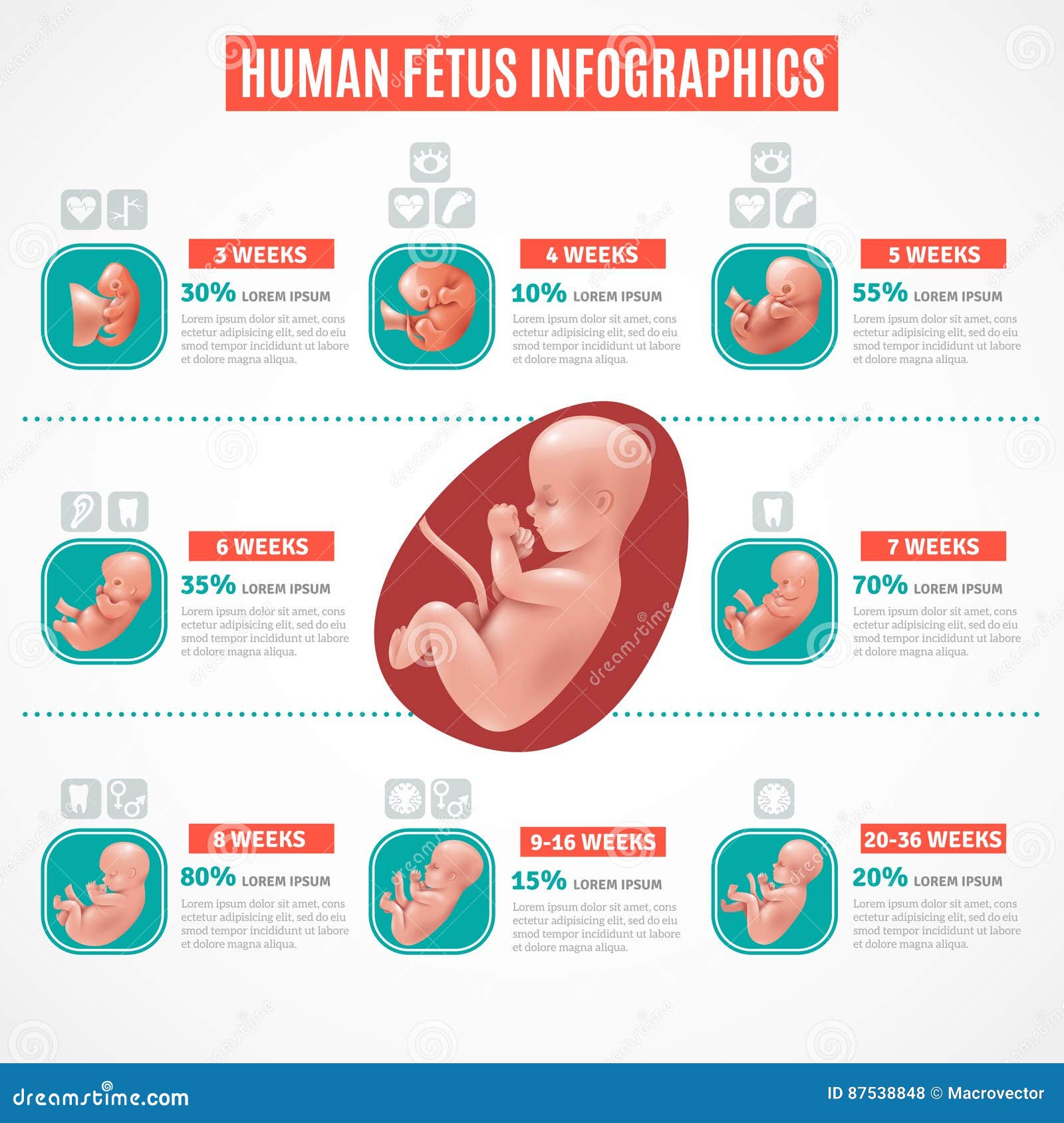 Human Fetus Infographics stock vector. Illustration of evolution - 87538848
