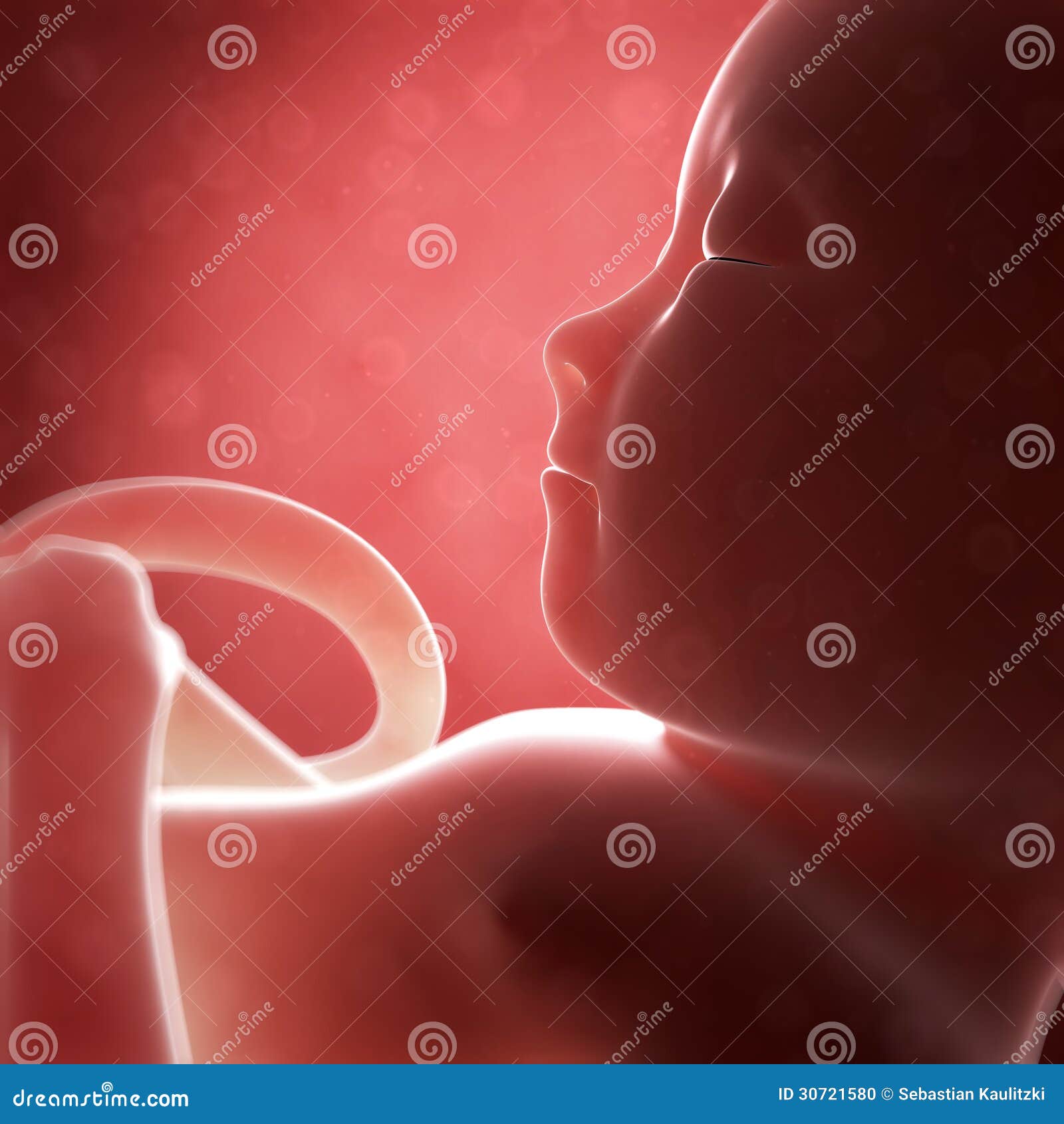 Human Fetus Embryo Womb Unborn Child Vector Linear | CartoonDealer.com ...