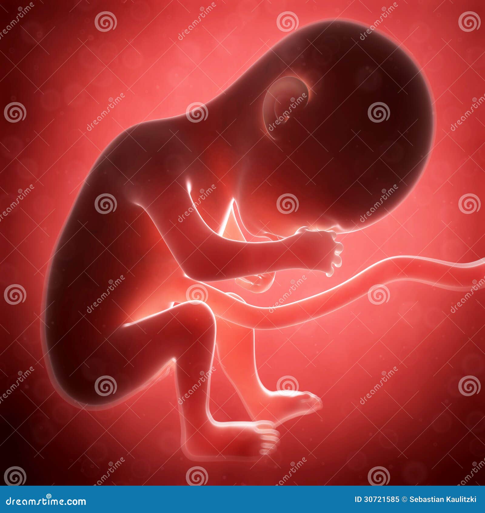 Human fetus month 6 stock illustration. Illustration of prenatal - 30721585