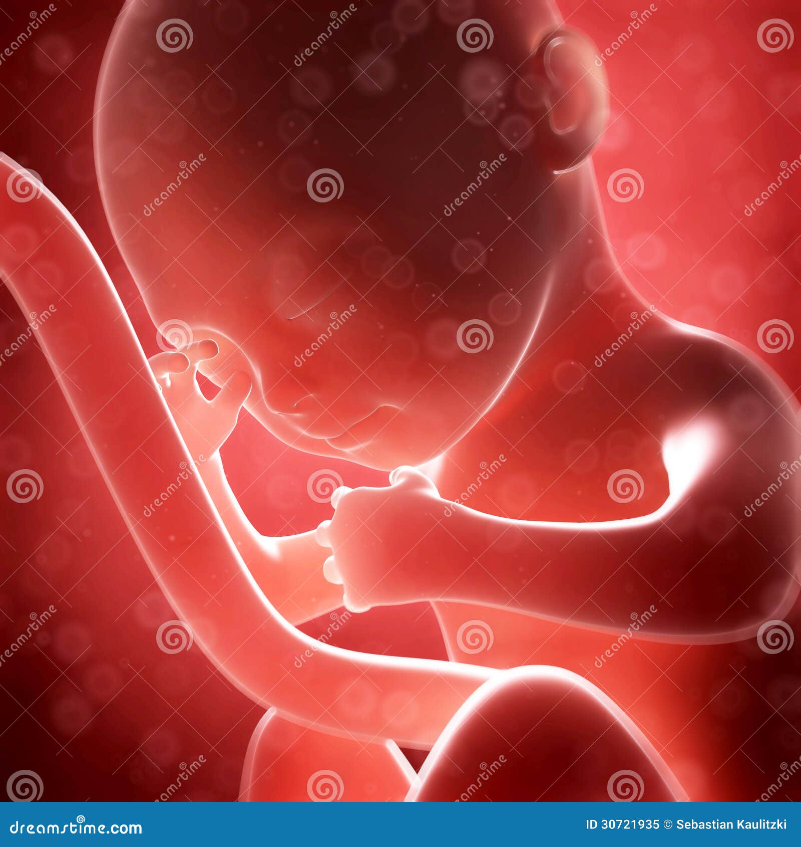 Human Fetus Placenta Anatomy Infographic Diagram Vector Illustration ...