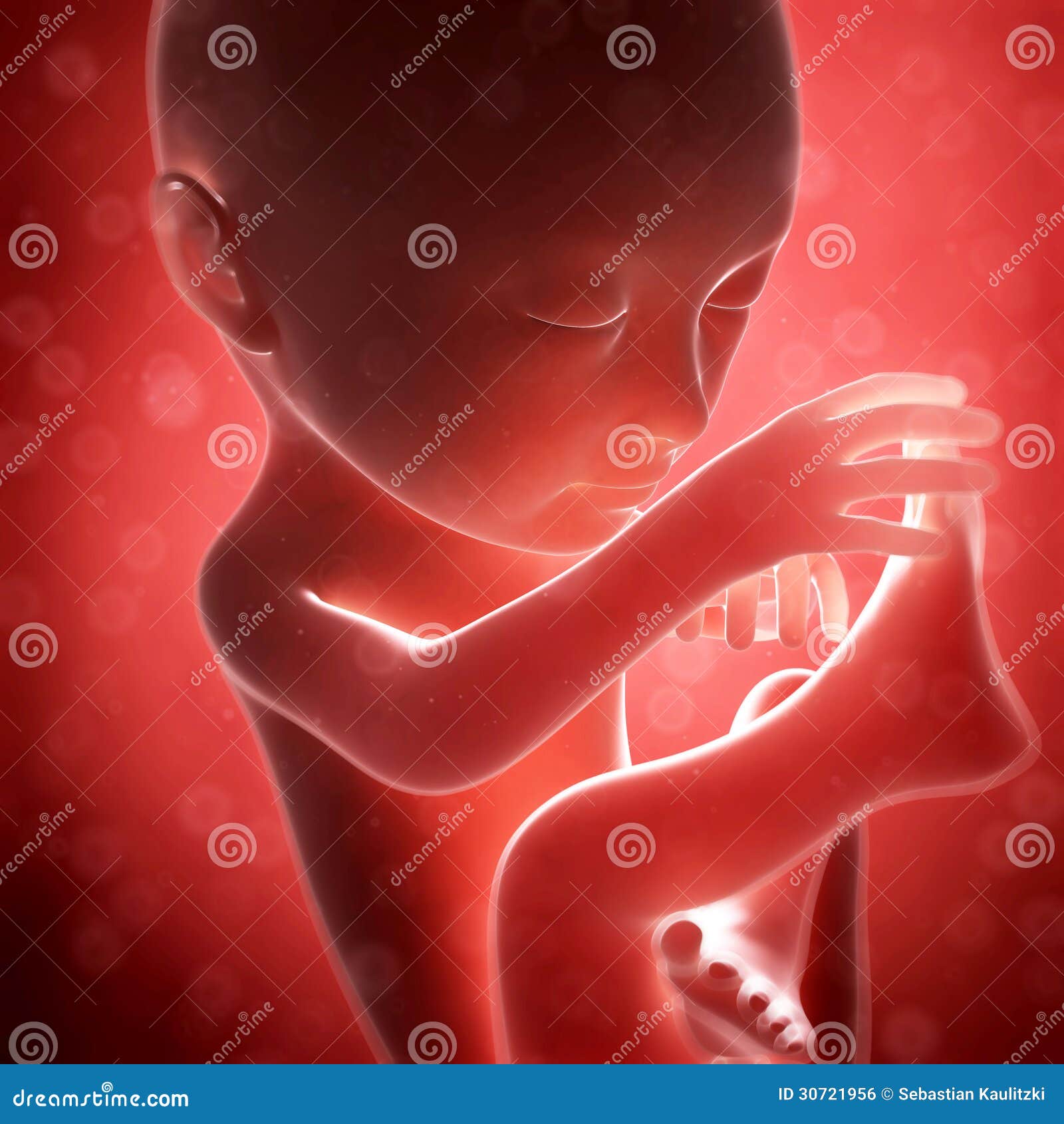 Human Fetus Placenta Anatomy Infographic Diagram Vector Illustration ...