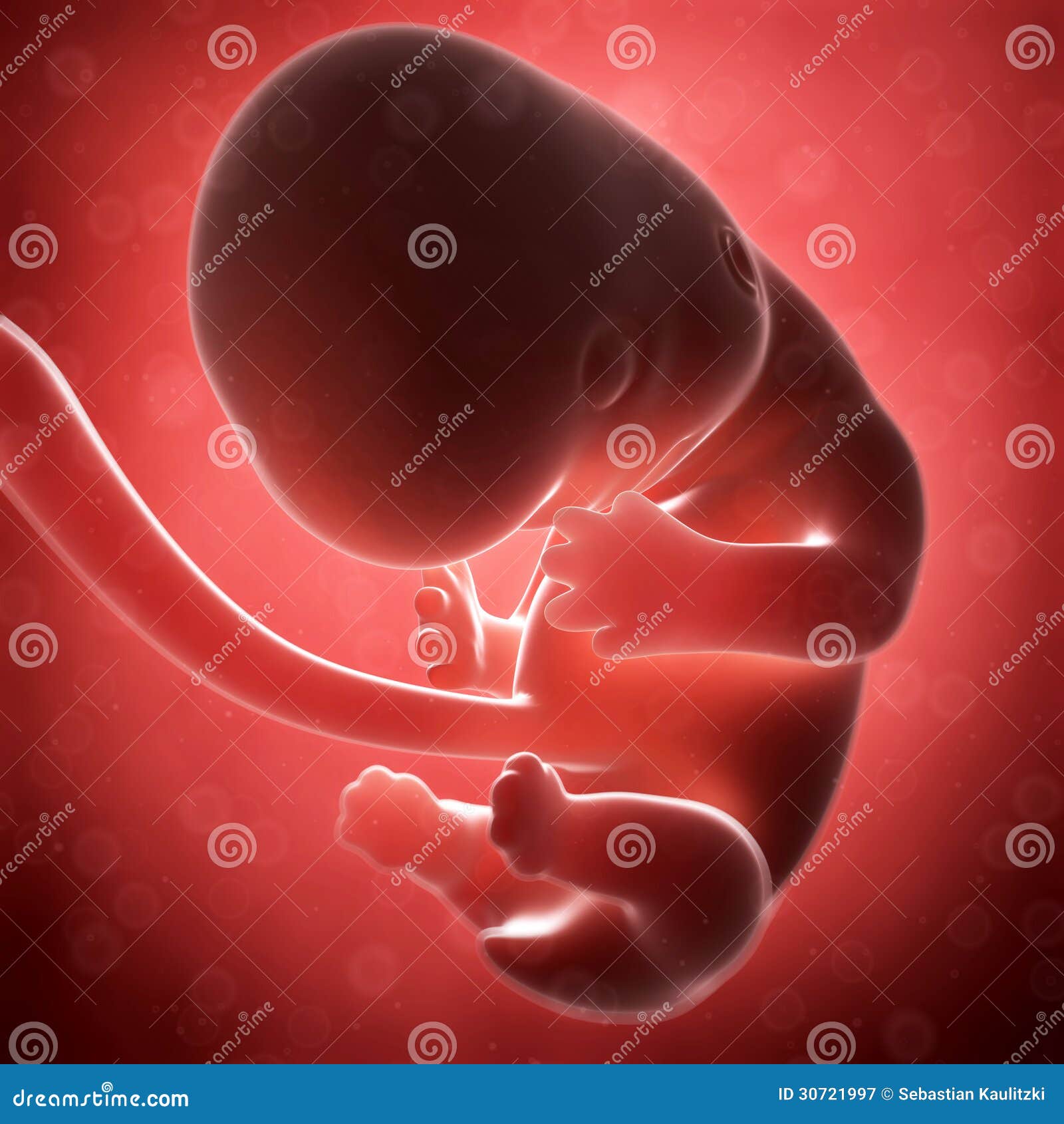 Human Fetus Embryo Womb Unborn Child Vector Linear | CartoonDealer.com ...