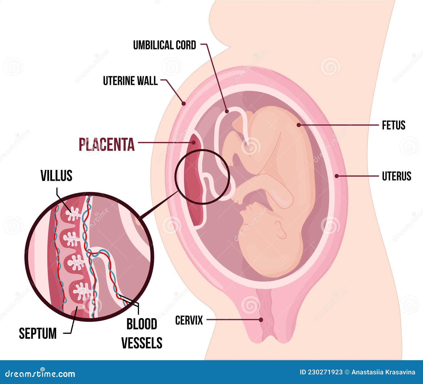 Human Fetus Placenta Anatomy. Usual Anatomical Placenta Location during ... Human Fetus Placenta Anatomy. Usual Anatomical Placenta Location during ...