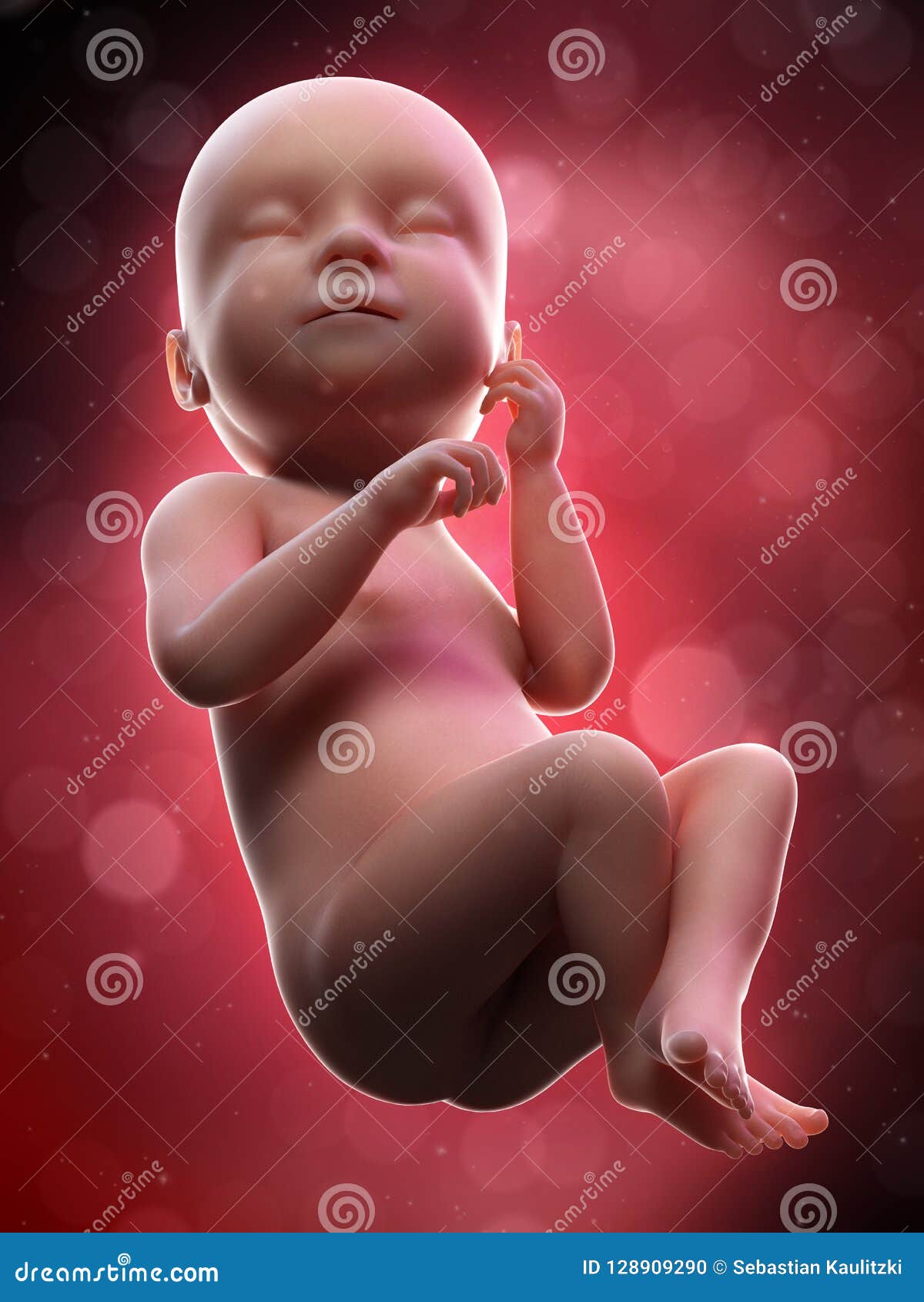 A human fetus - week 38 stock illustration. Illustration of amniotic ...