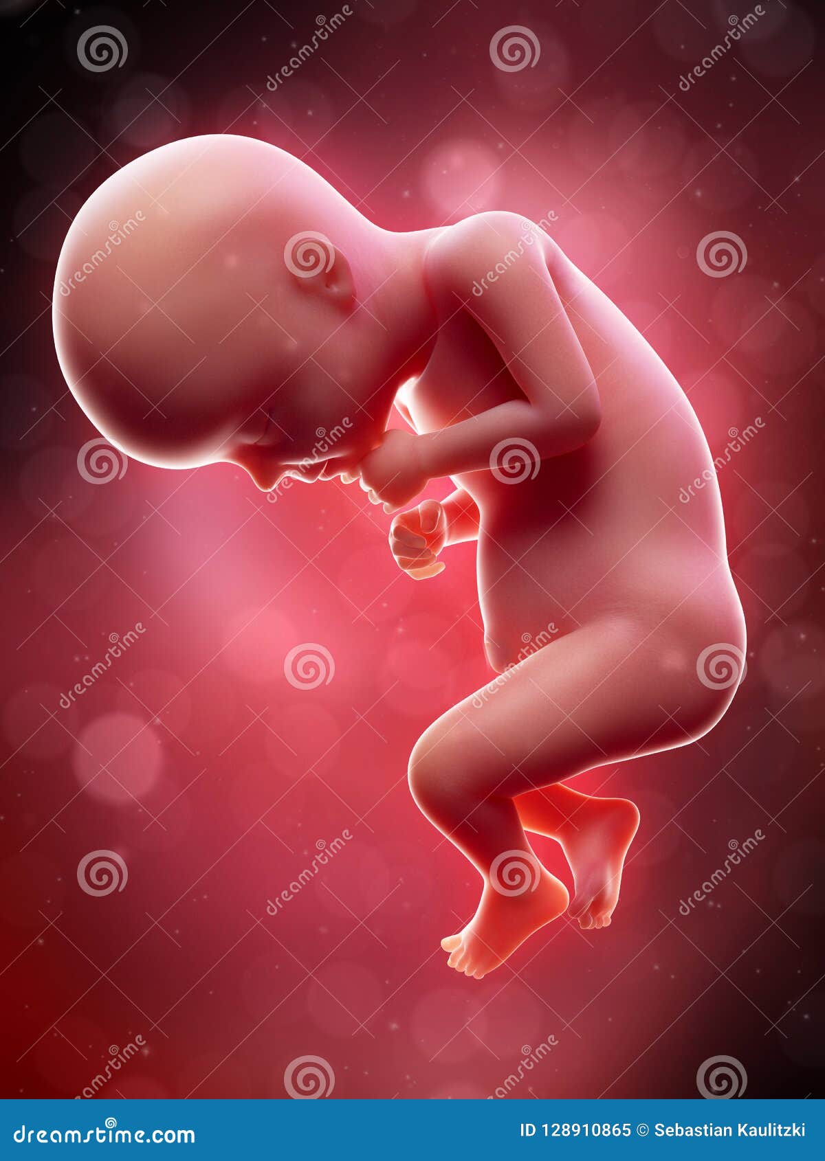 A human fetus - week 28 stock illustration. Illustration of body ...