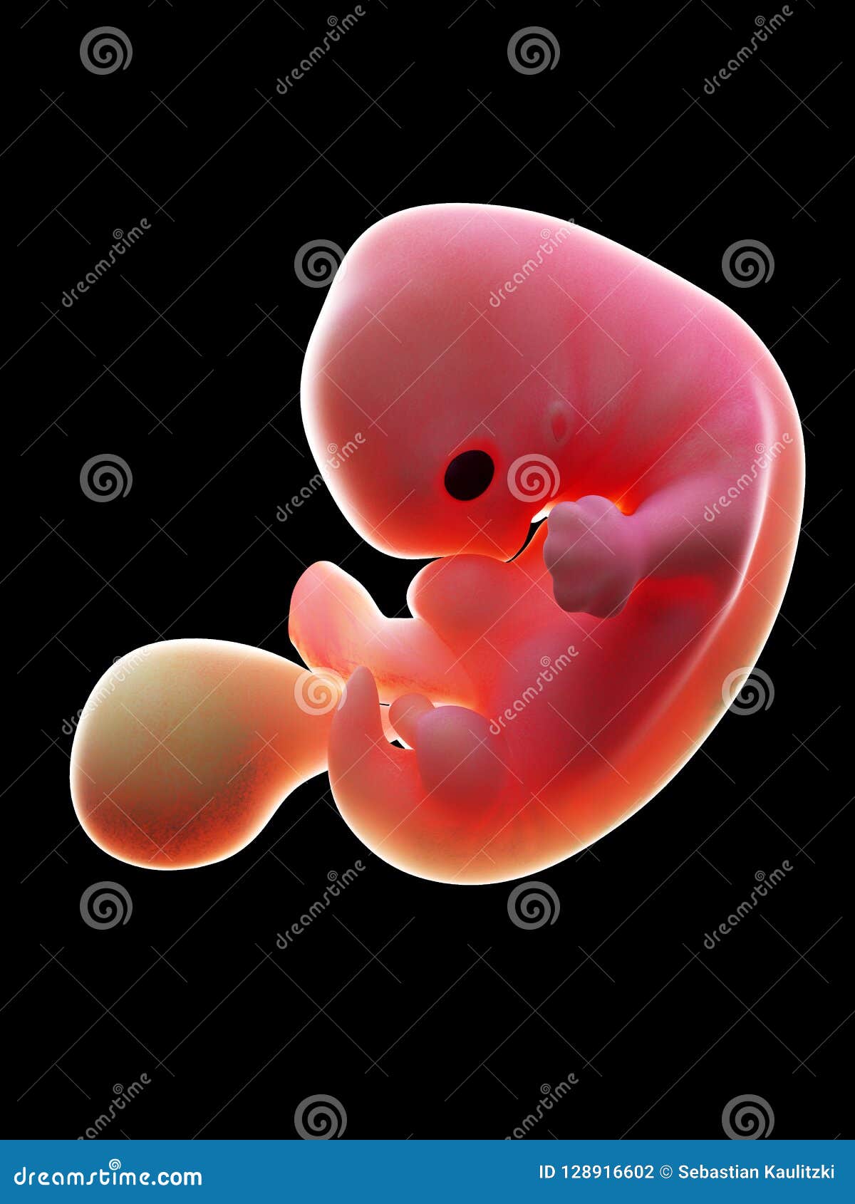 A human fetus, week 7 stock illustration. Illustration of chart - 128916602