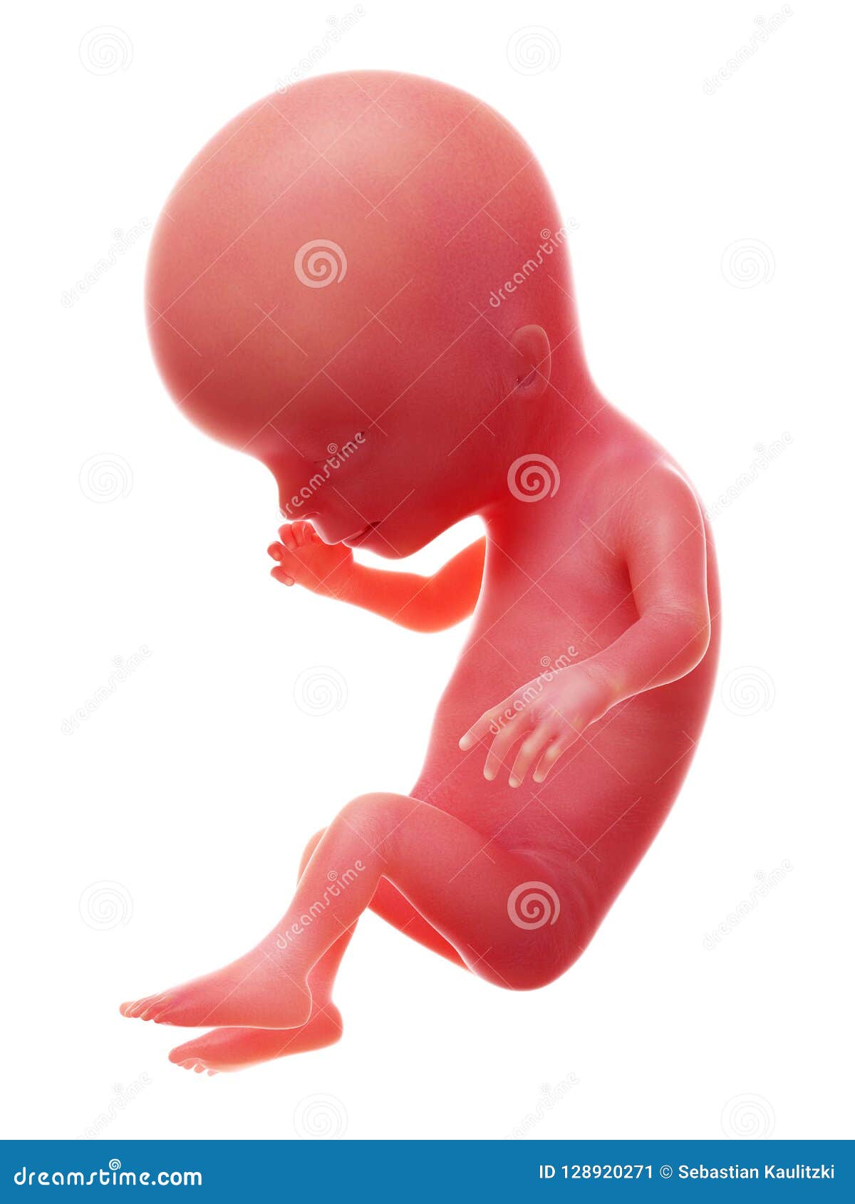 A human fetus, week 14 stock illustration. Illustration of accurate ...