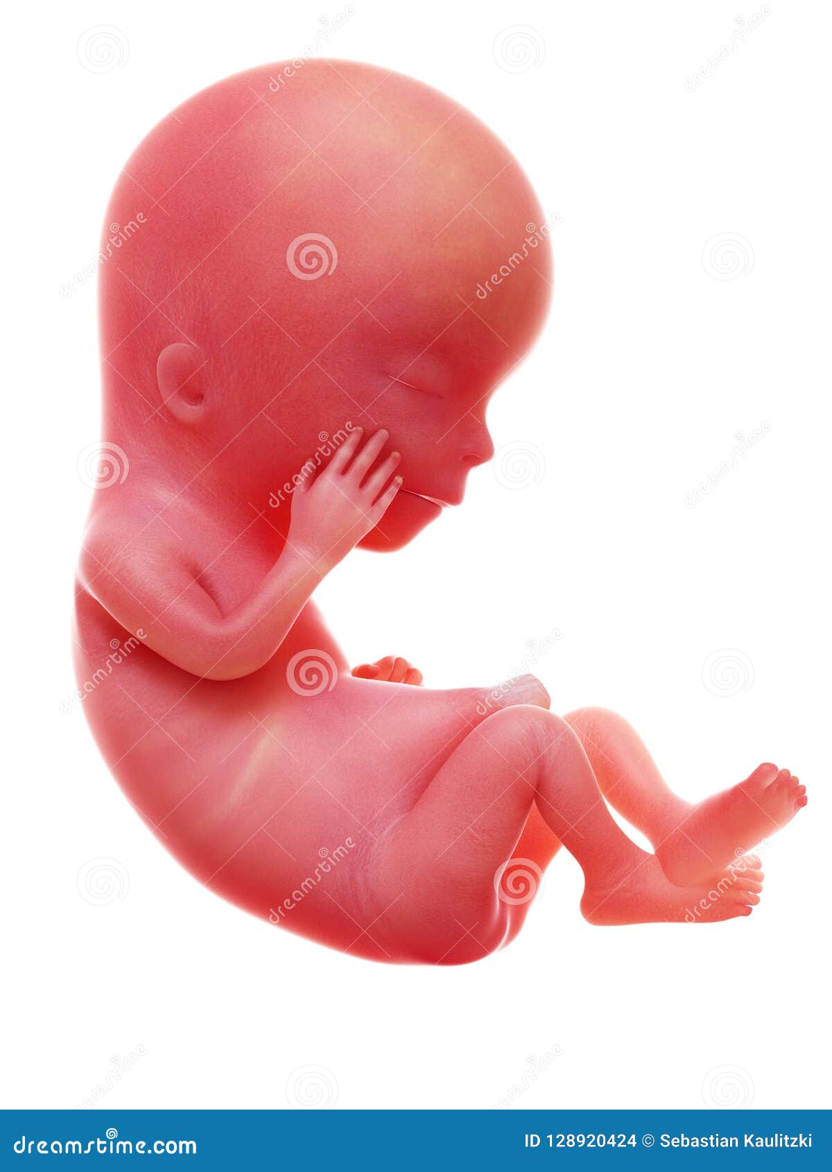 A human fetus, week 12 stock illustration. Illustration of pregnancy ...