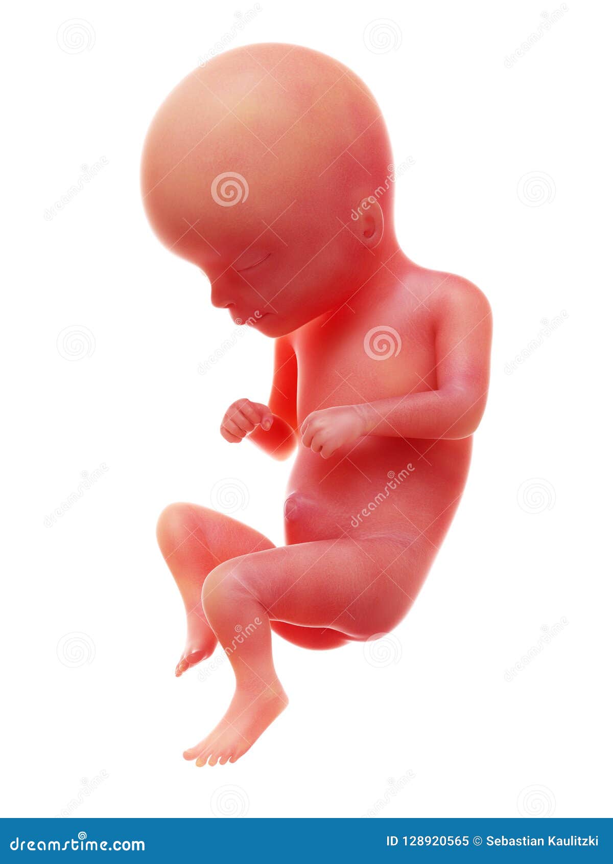 A human fetus, week 16 stock illustration. Illustration of anatomy ...