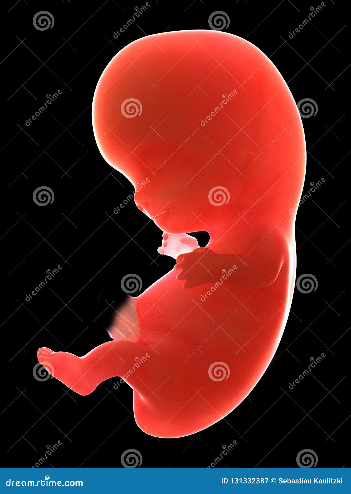 A human fetus, week 9 stock illustration. Illustration of body - 131332387