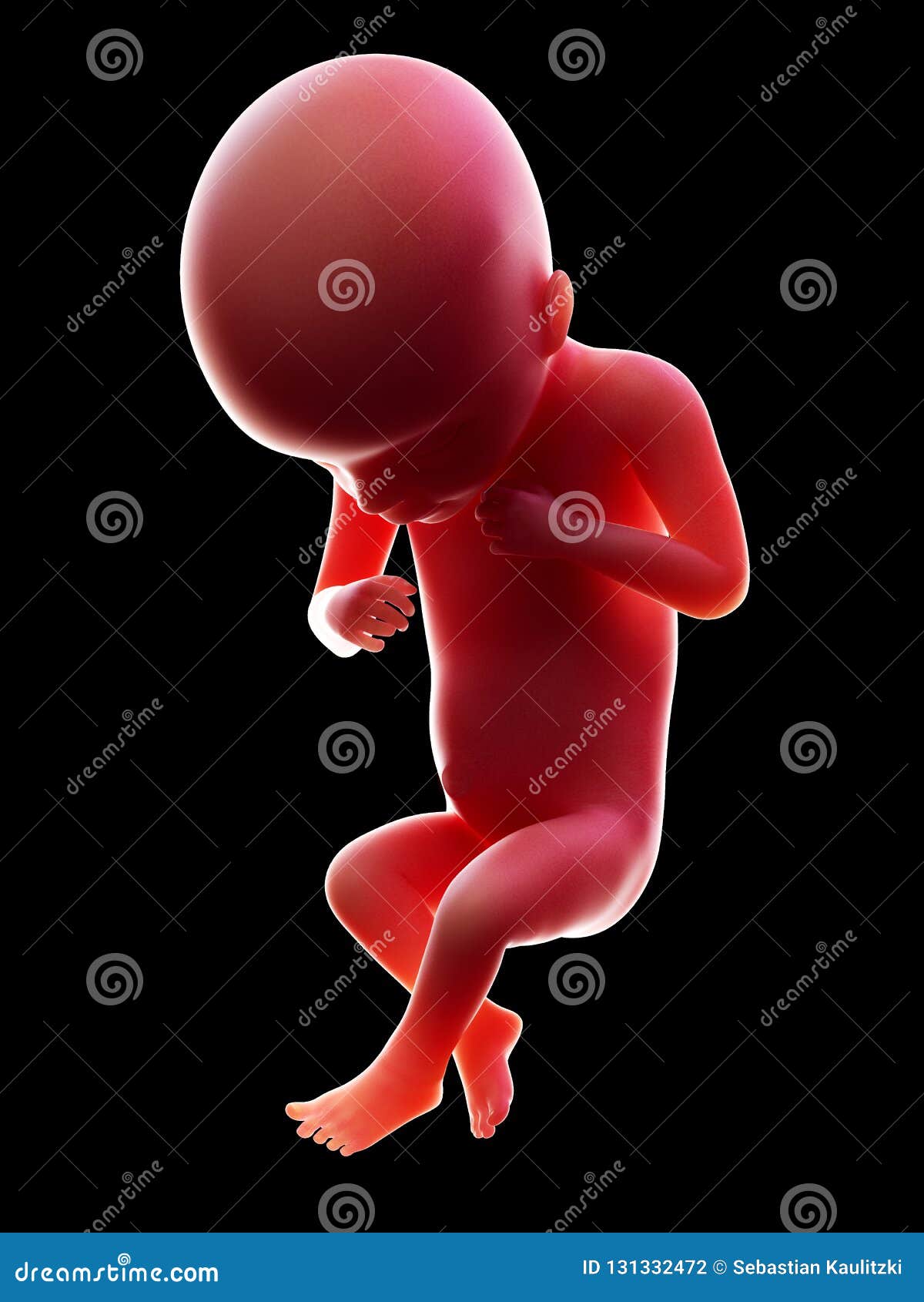 A human fetus, week 18 stock illustration. Illustration of fetus ...