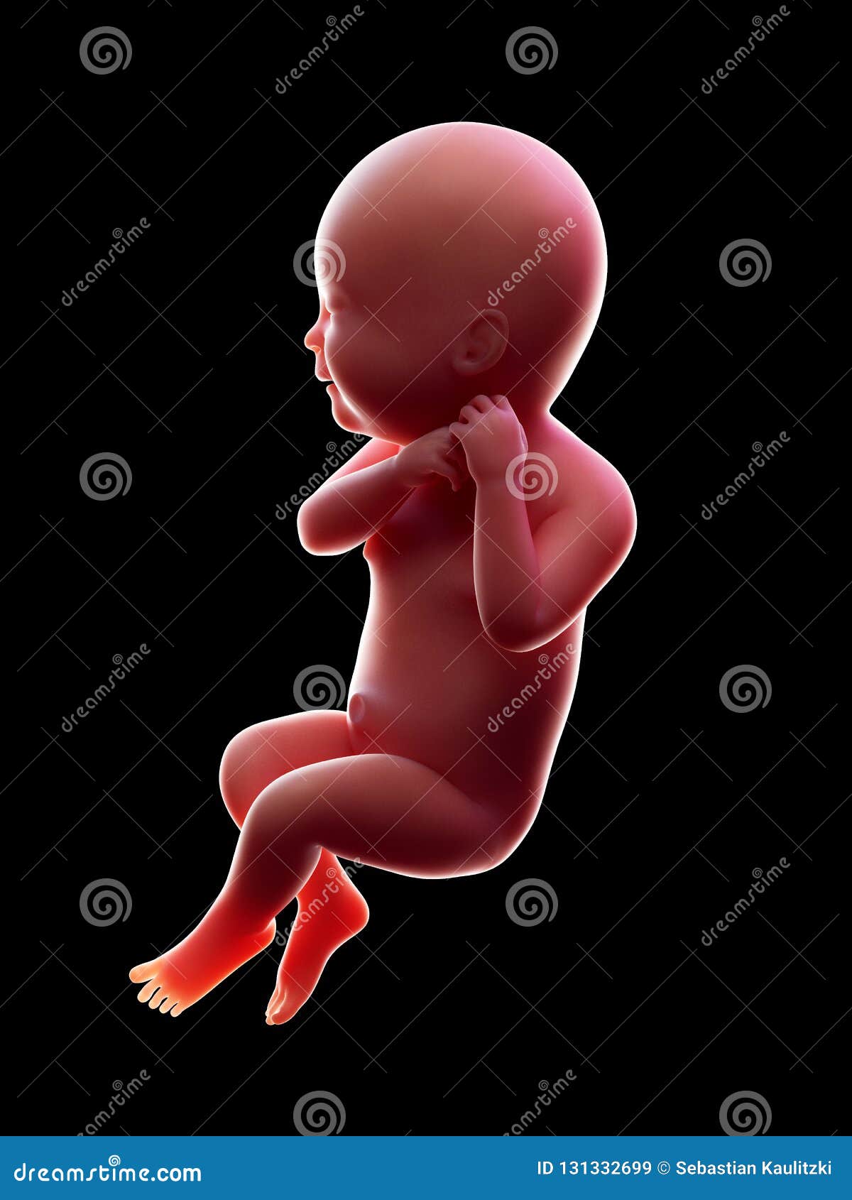 A human fetus, week 40 stock illustration. Illustration of conception ...