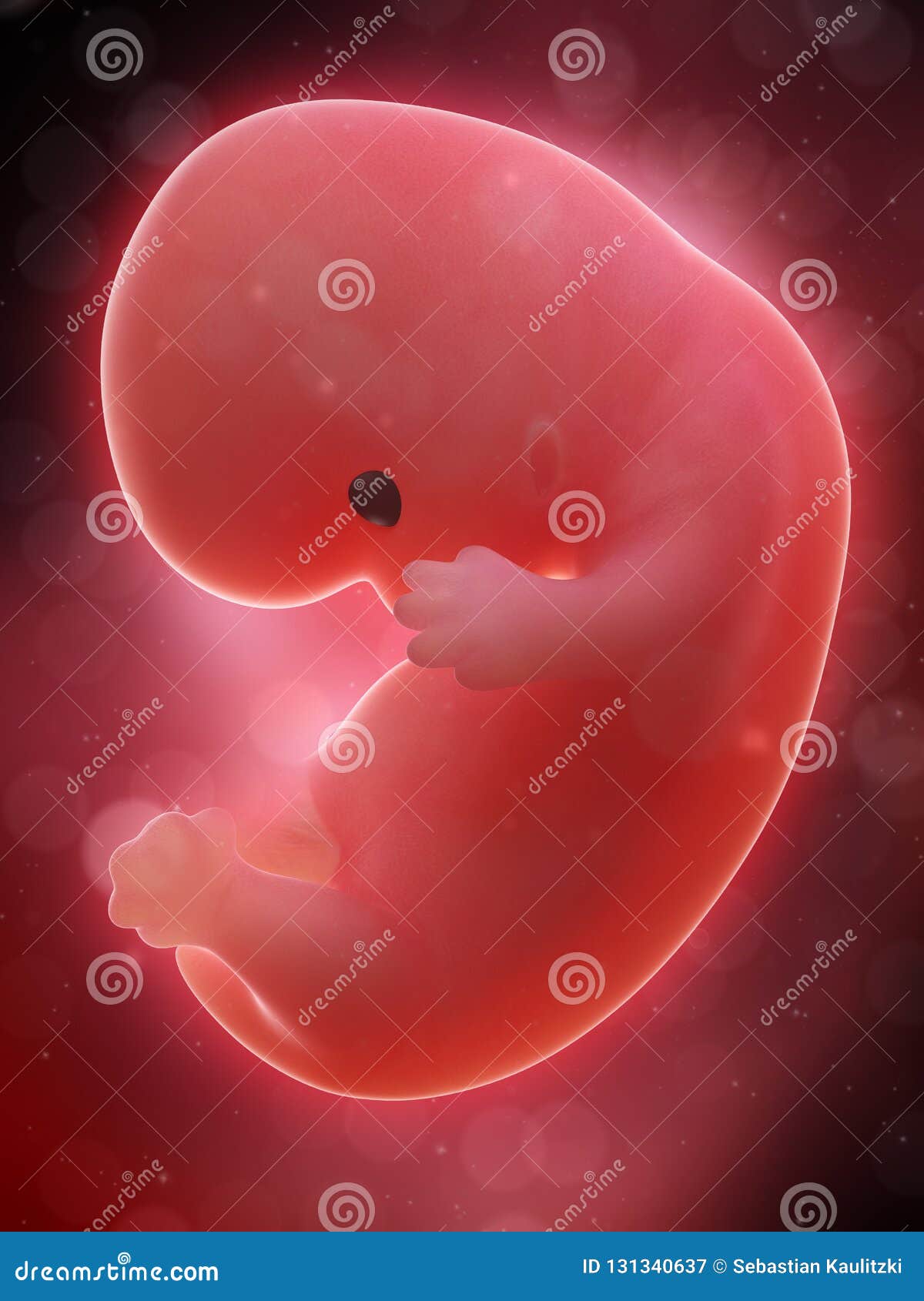 A human fetus - week 8 stock illustration. Illustration of anatomy ...