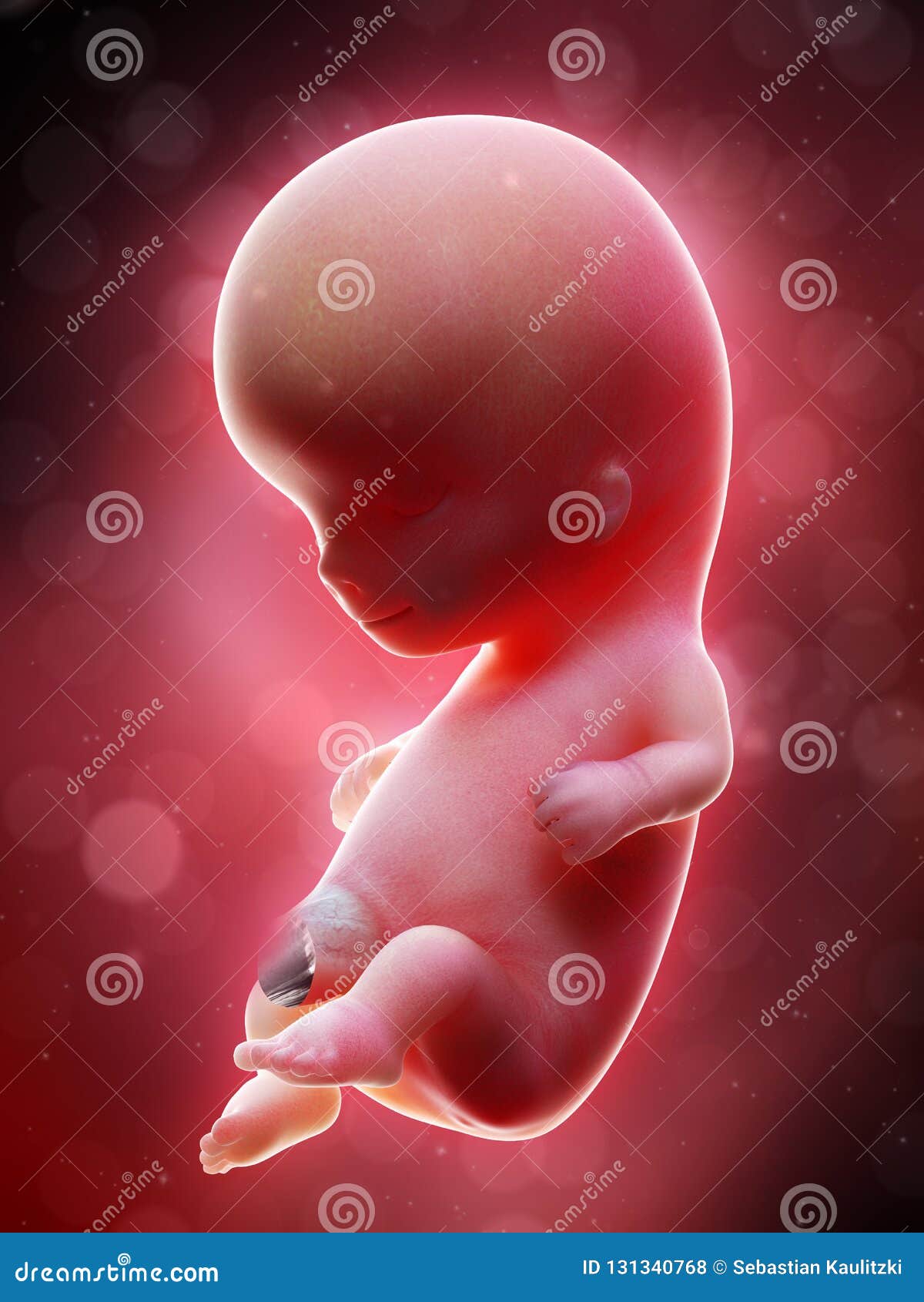A human fetus - week 10 stock illustration. Illustration of chart ...