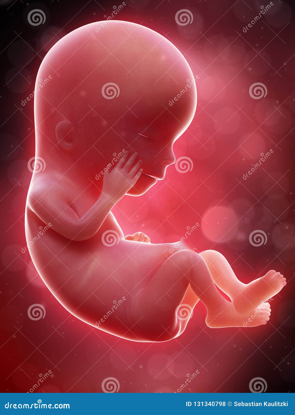 A human fetus - week 12 stock illustration. Illustration of placenta ...