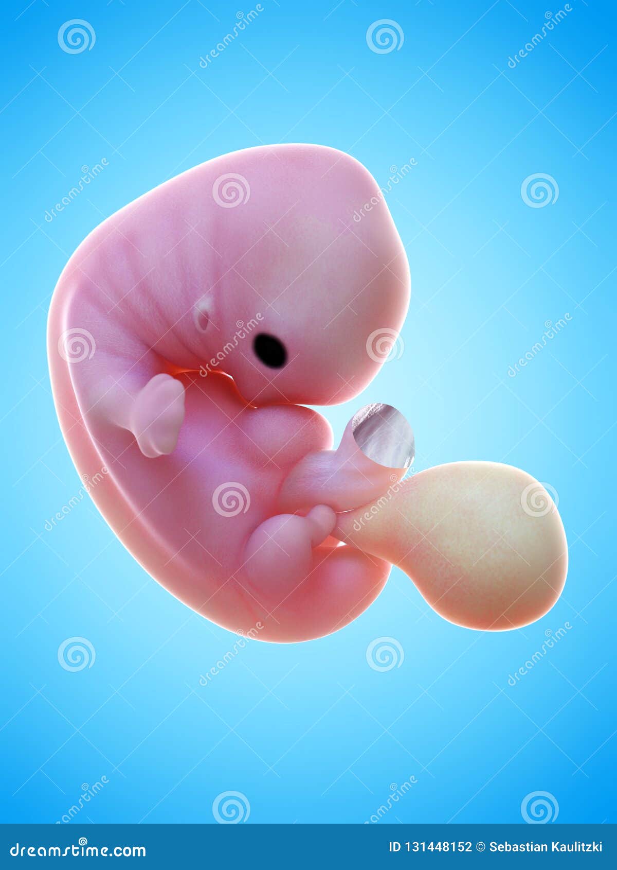 A human fetus week 7 stock illustration. Illustration of science ...