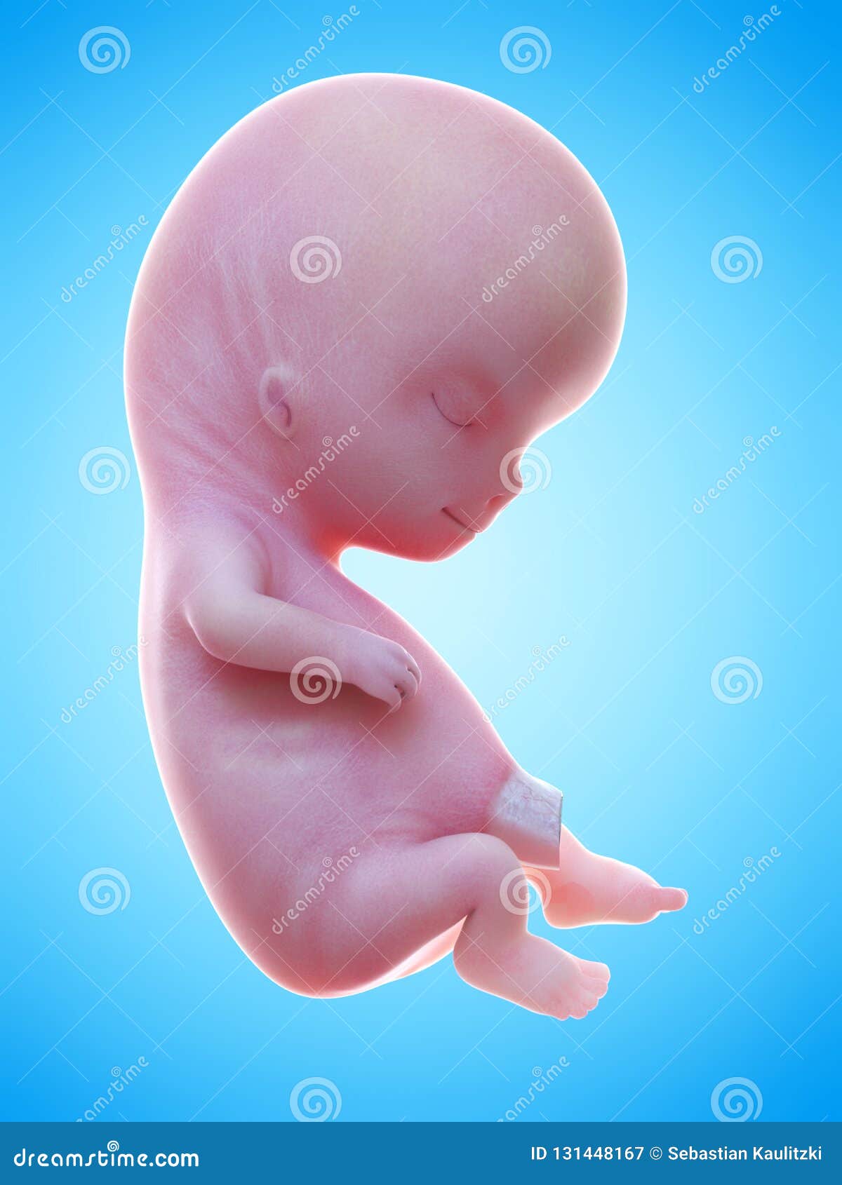 A human fetus week 10 stock illustration. Illustration of stage - 131448167