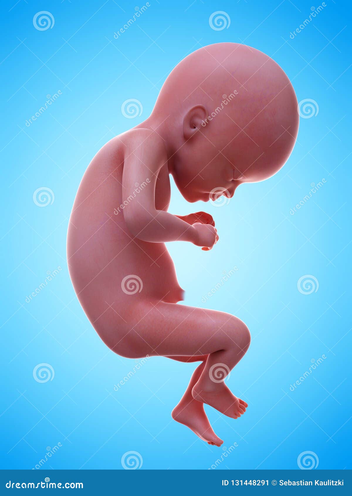 A human fetus week 21 stock illustration. Illustration of medical ...