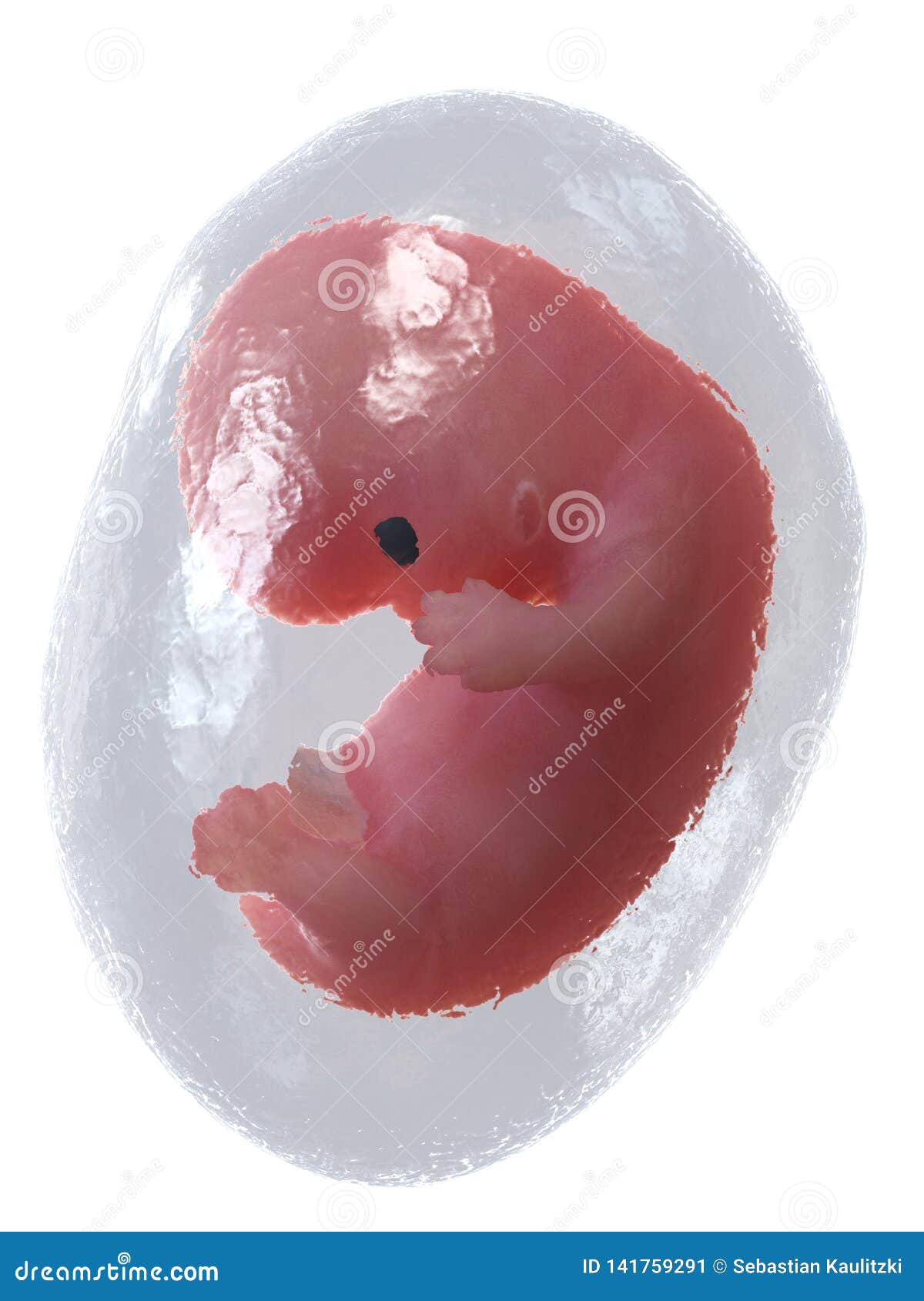 A human fetus - week 8 stock illustration. Illustration of medically ...