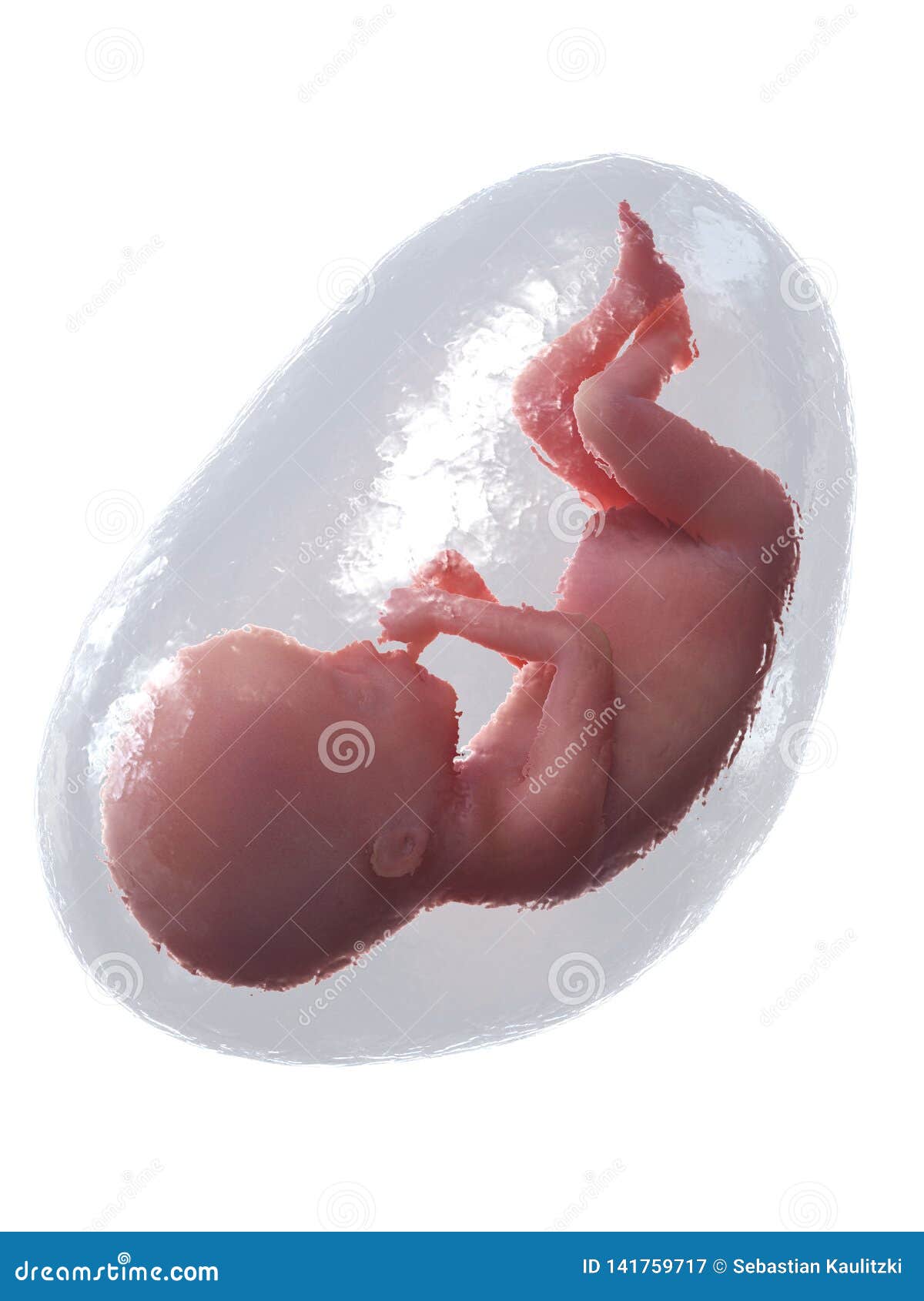 A human fetus - week 20 stock illustration. Illustration of development ...