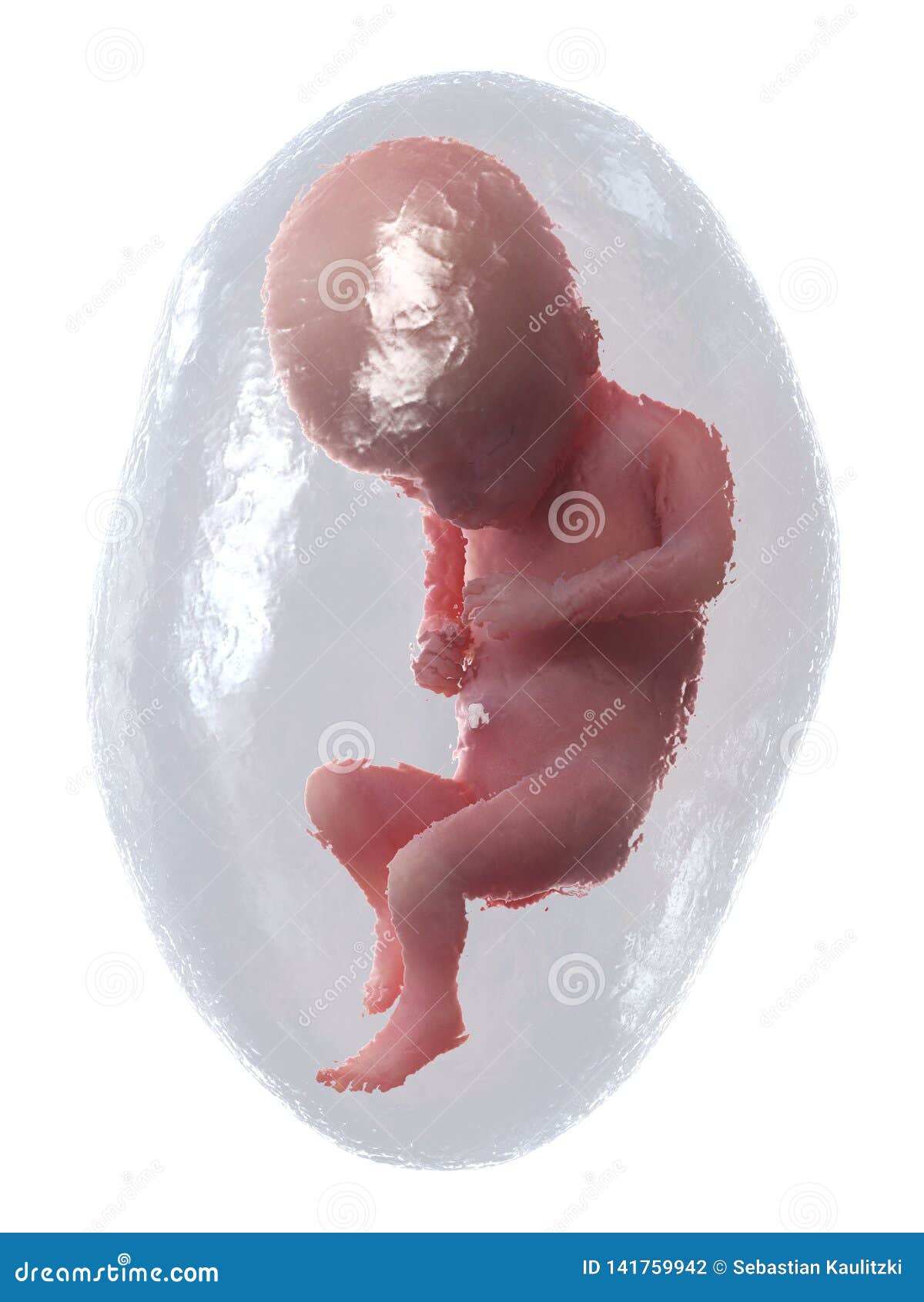 A human fetus - week 17 stock illustration. Illustration of focus ...